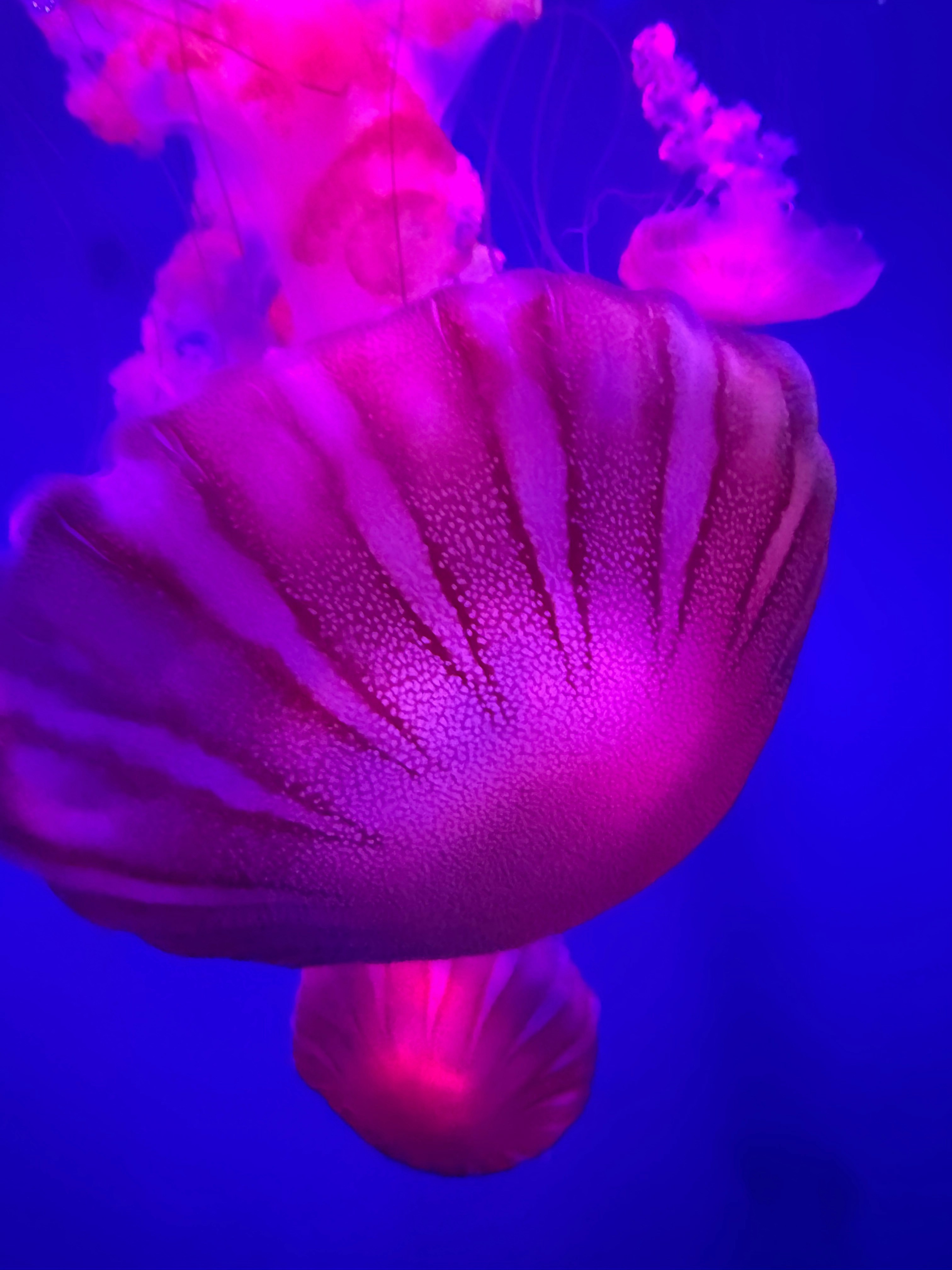 Neon Jellyfish in a Blue Abyss
