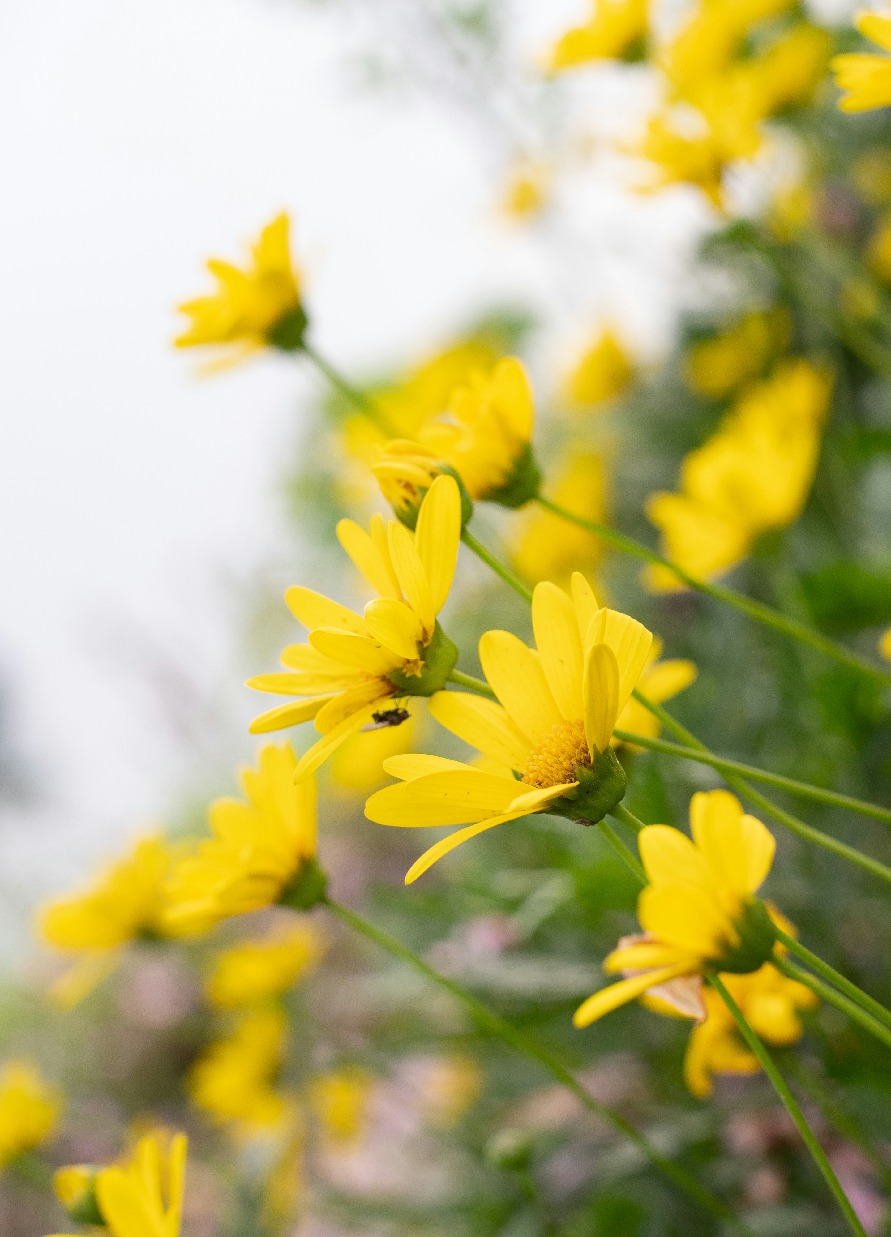 Sunlit Yellow: A Cluster of Daisy-like Blooms Reaching for the Light