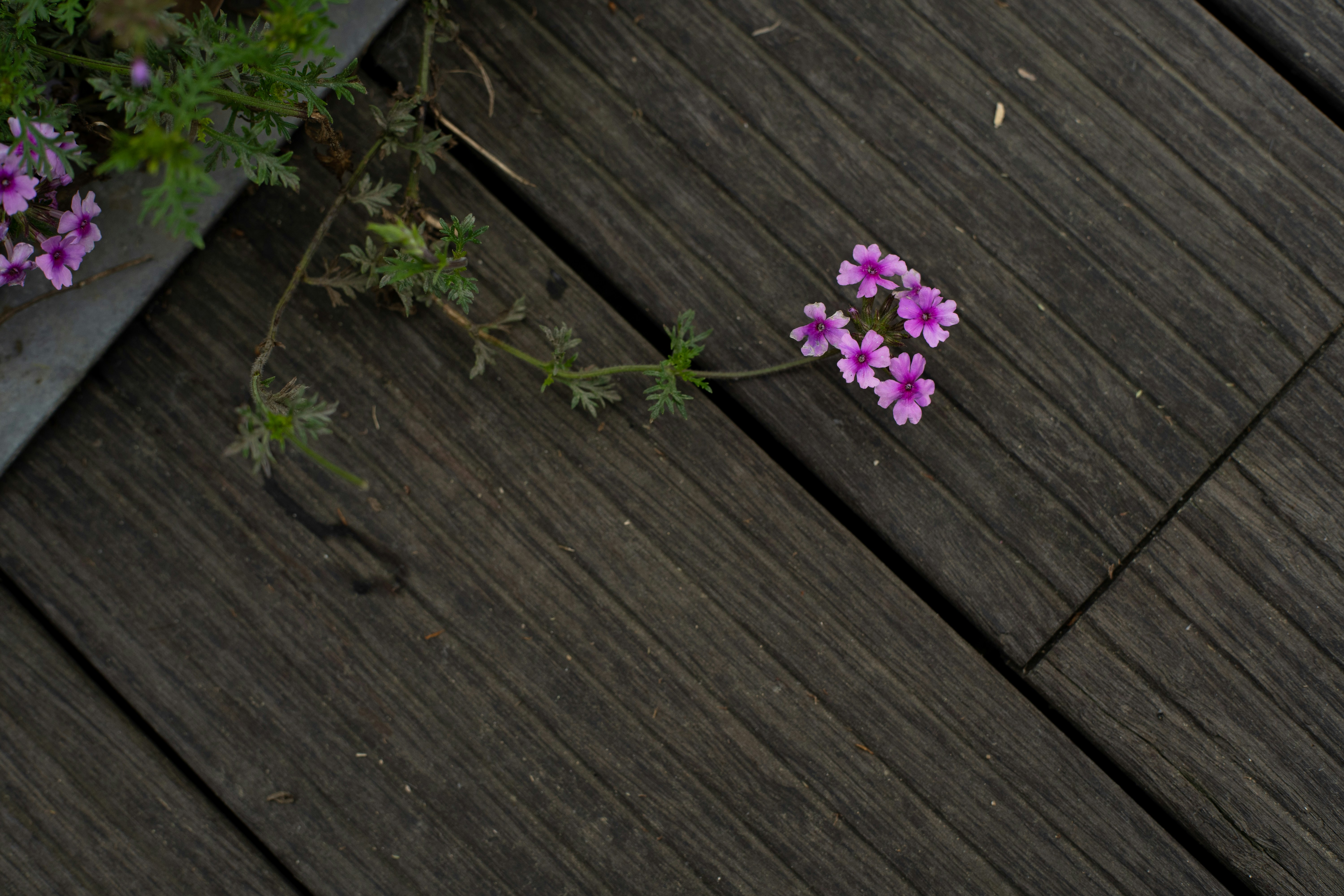 Fragile Violet Runner on Weathered Deck