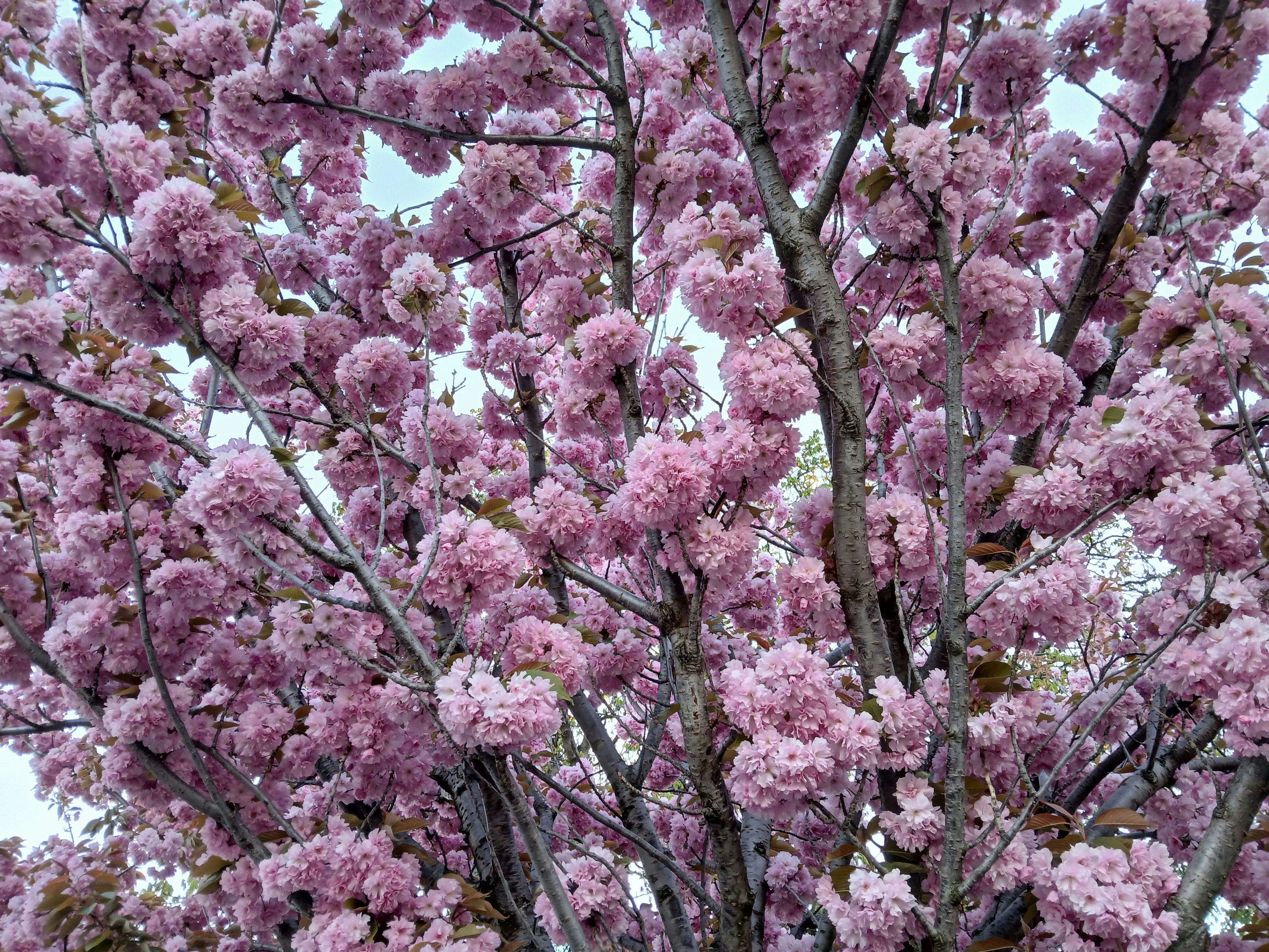 Midday Blossom Canopy