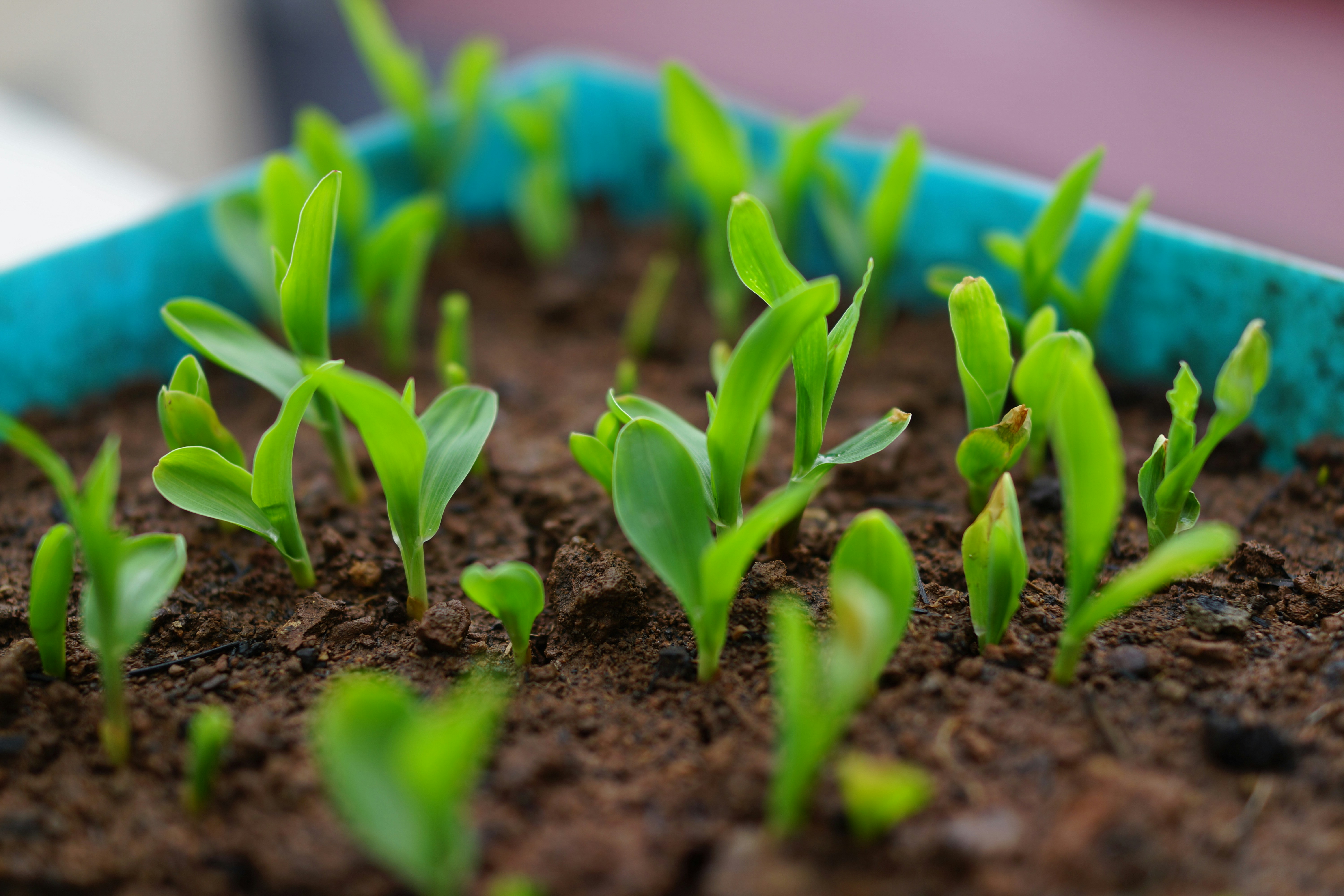Baby Green Emergence in a Teal Pot