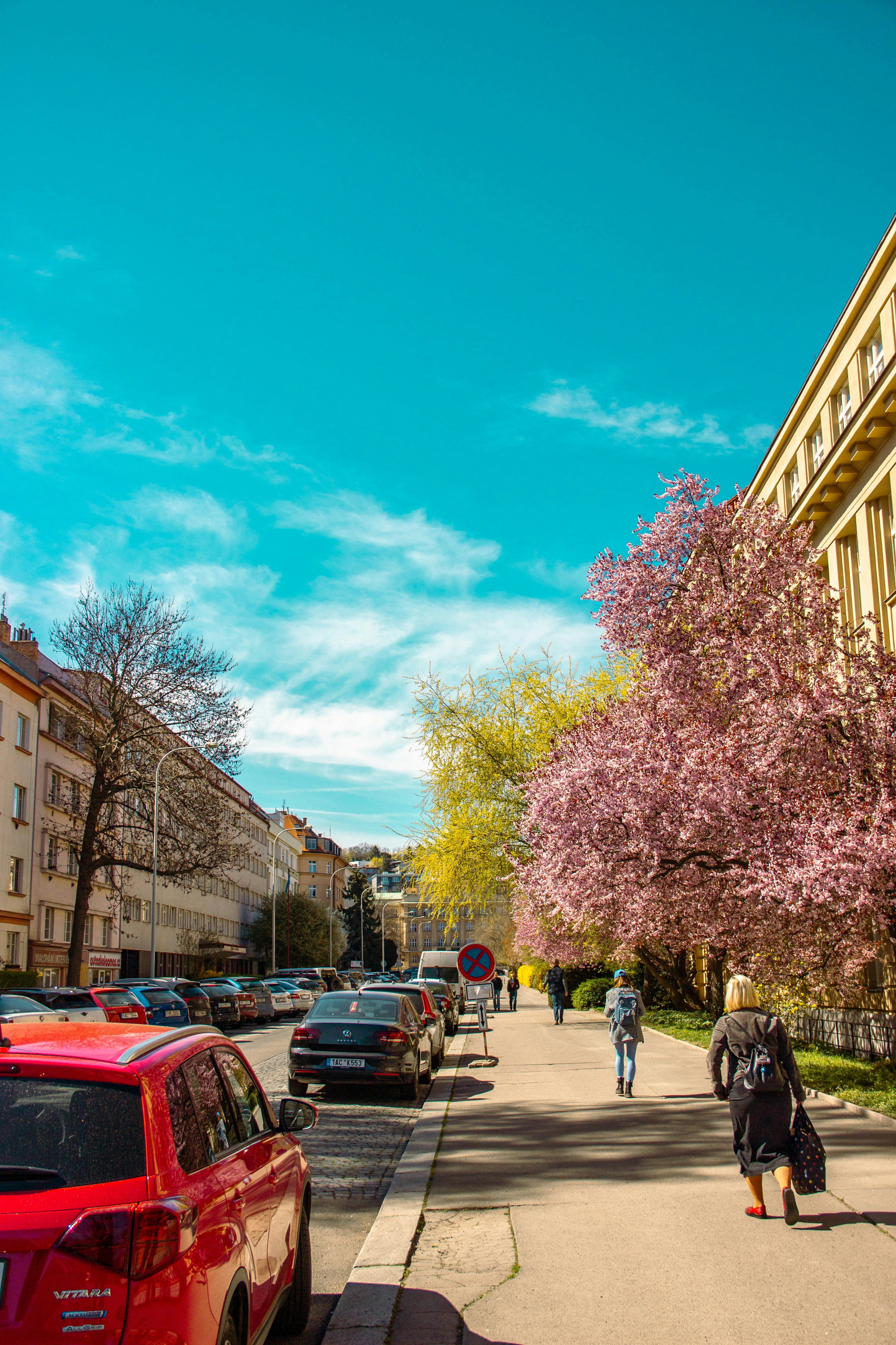 Sunlit Boulevard with Blossoms and Red Carriage