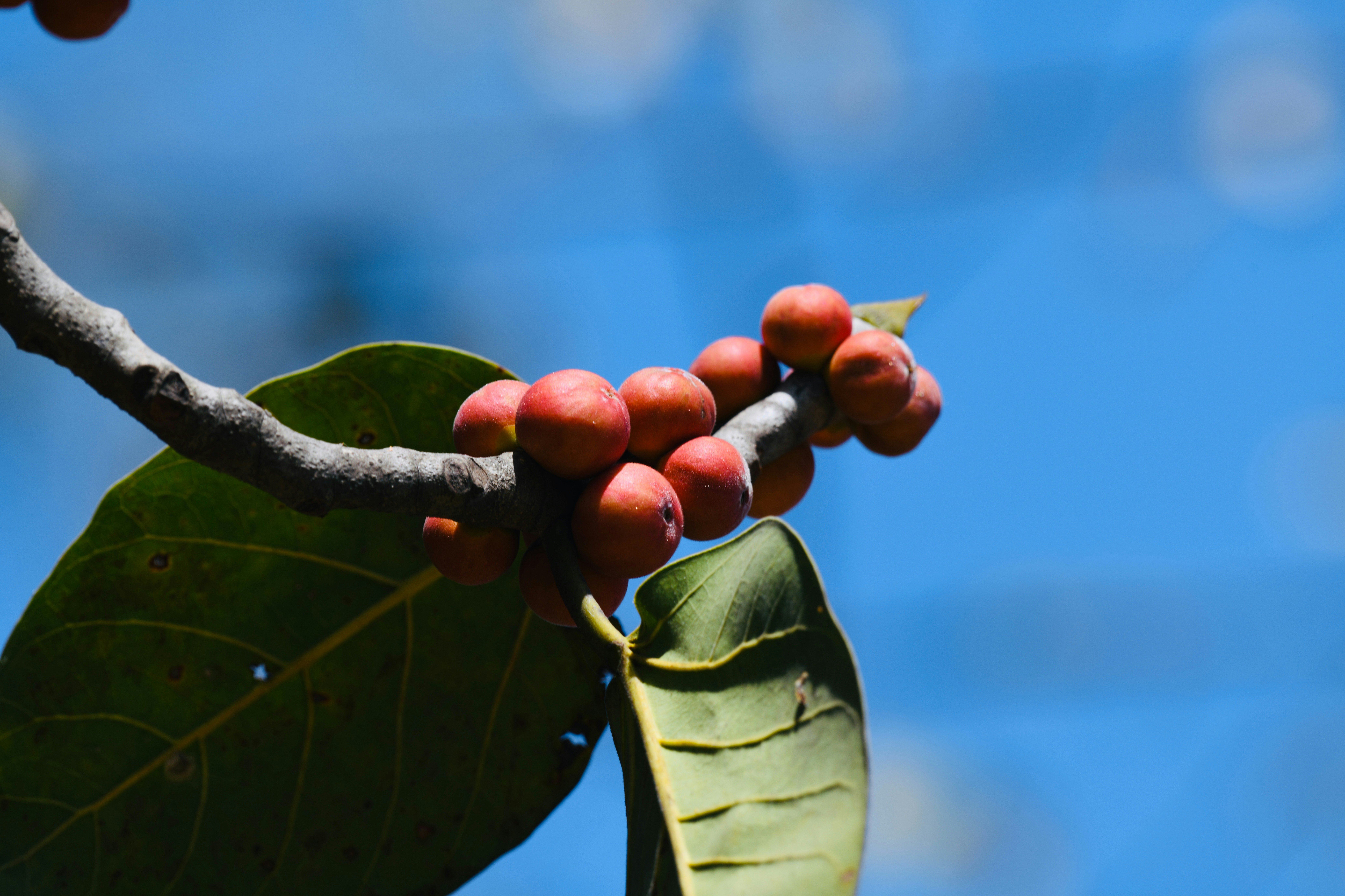 Red fruit cluster on a sunlit branch against a vivid blue sky