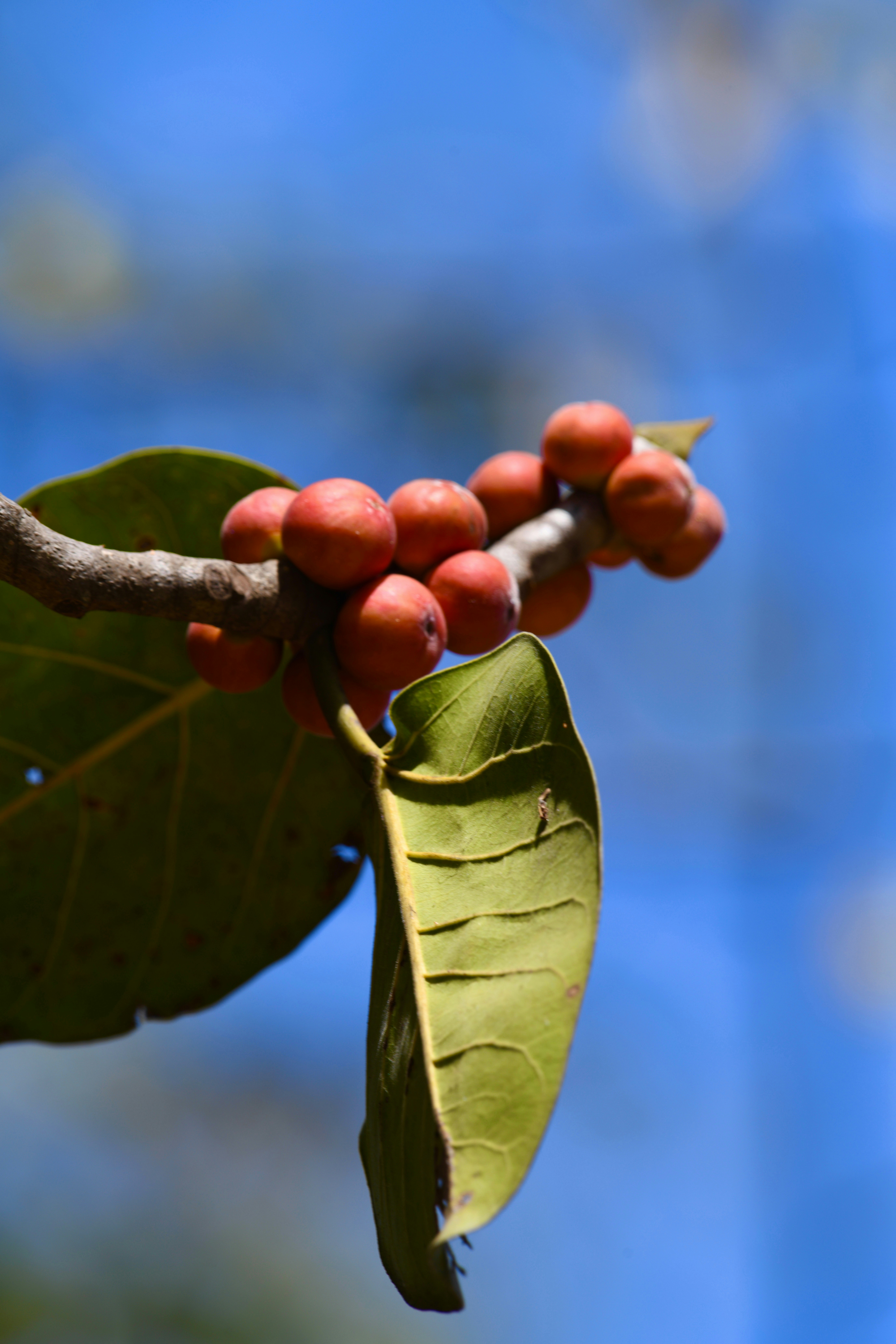 Red berry cluster on a sunlit branch against a cobalt sky