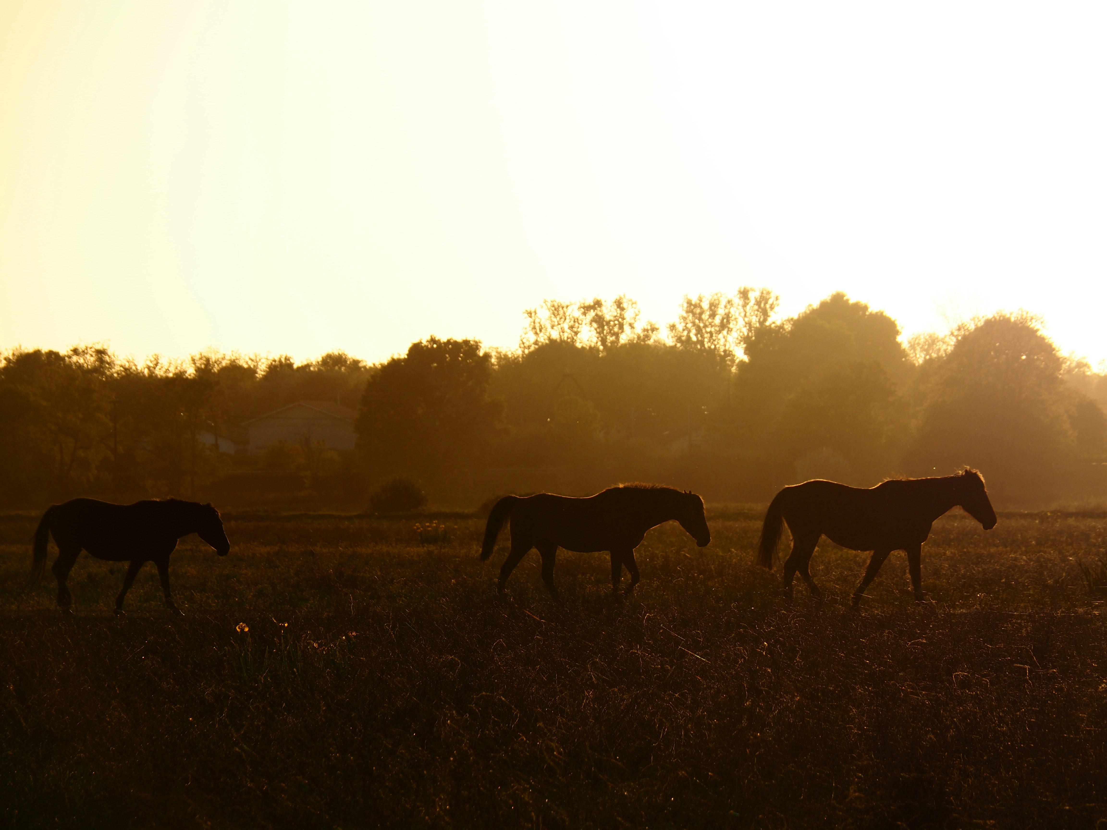 Horizon Silhouettes: A Trio of Horses at Dusk