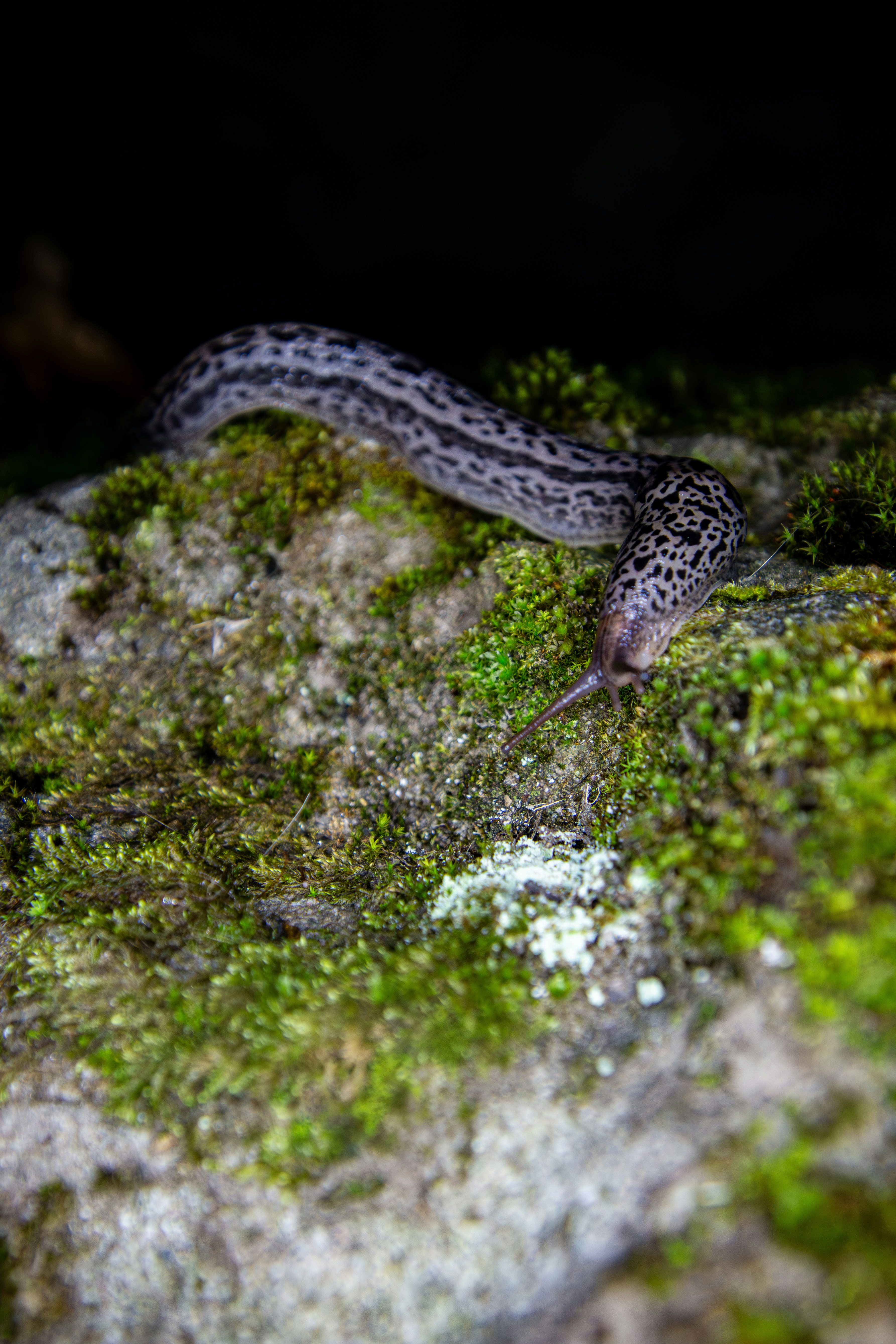 Whiskered Traveler on a Mossy Trail