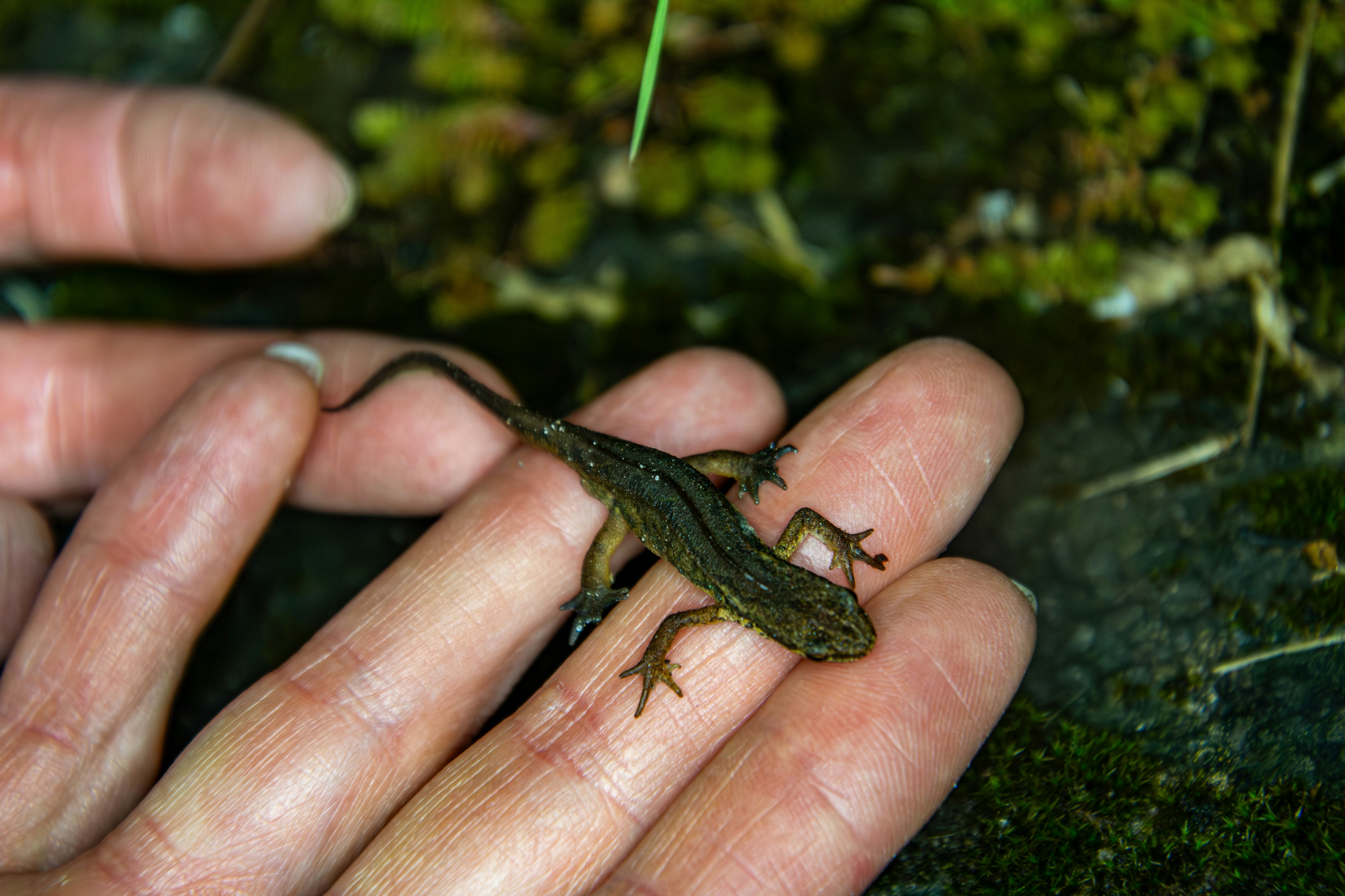 Tiny Guardian on Human Palm: A Lizard's Delicate Moment