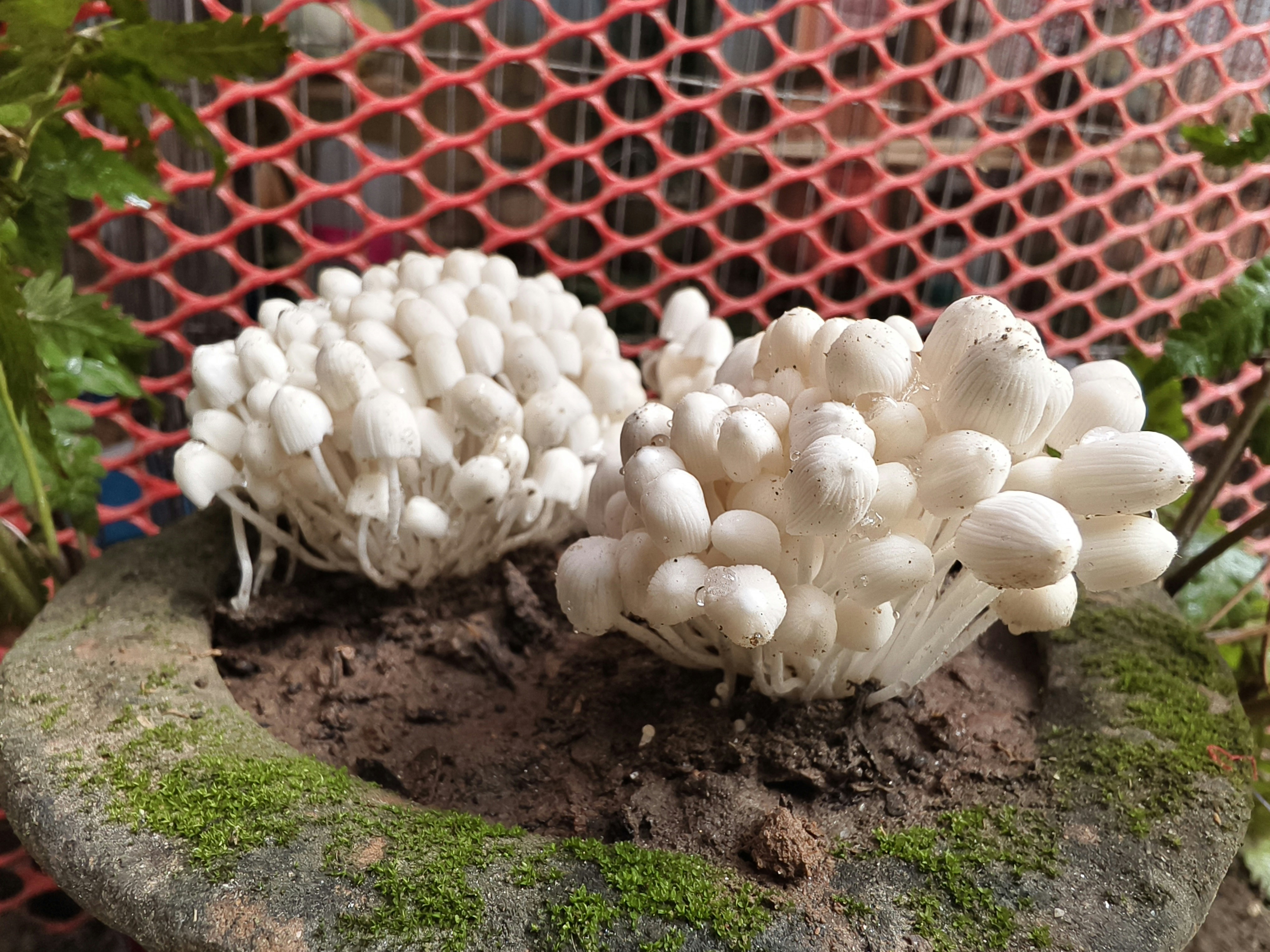 White mushroom clusters emerge from moist soil in a mossy pot, framed by a red mesh background; the scene emphasizes texture and organic details of the fungi.