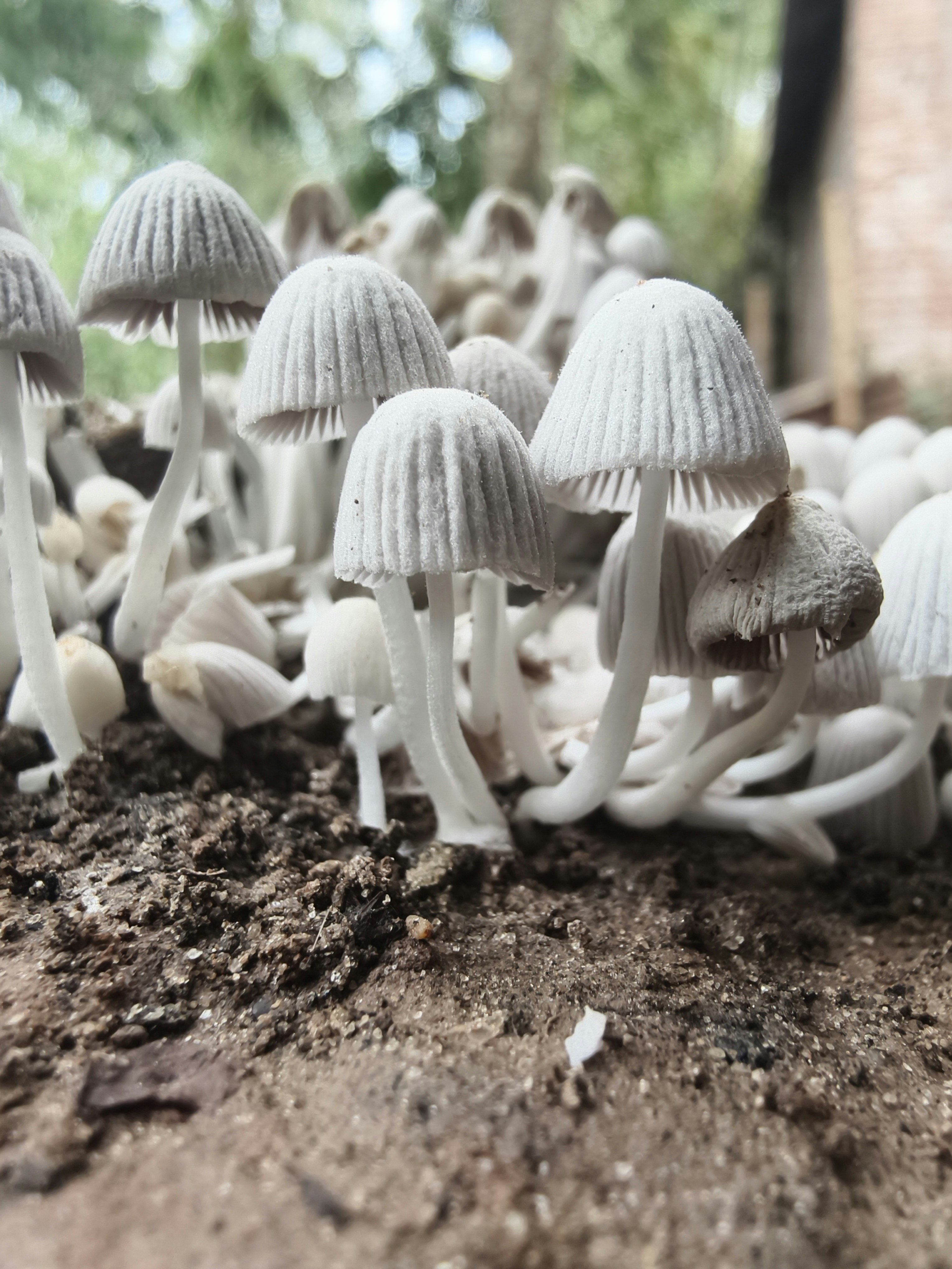 Forest Floor Choir: A Cluster of Ghostly Mushrooms