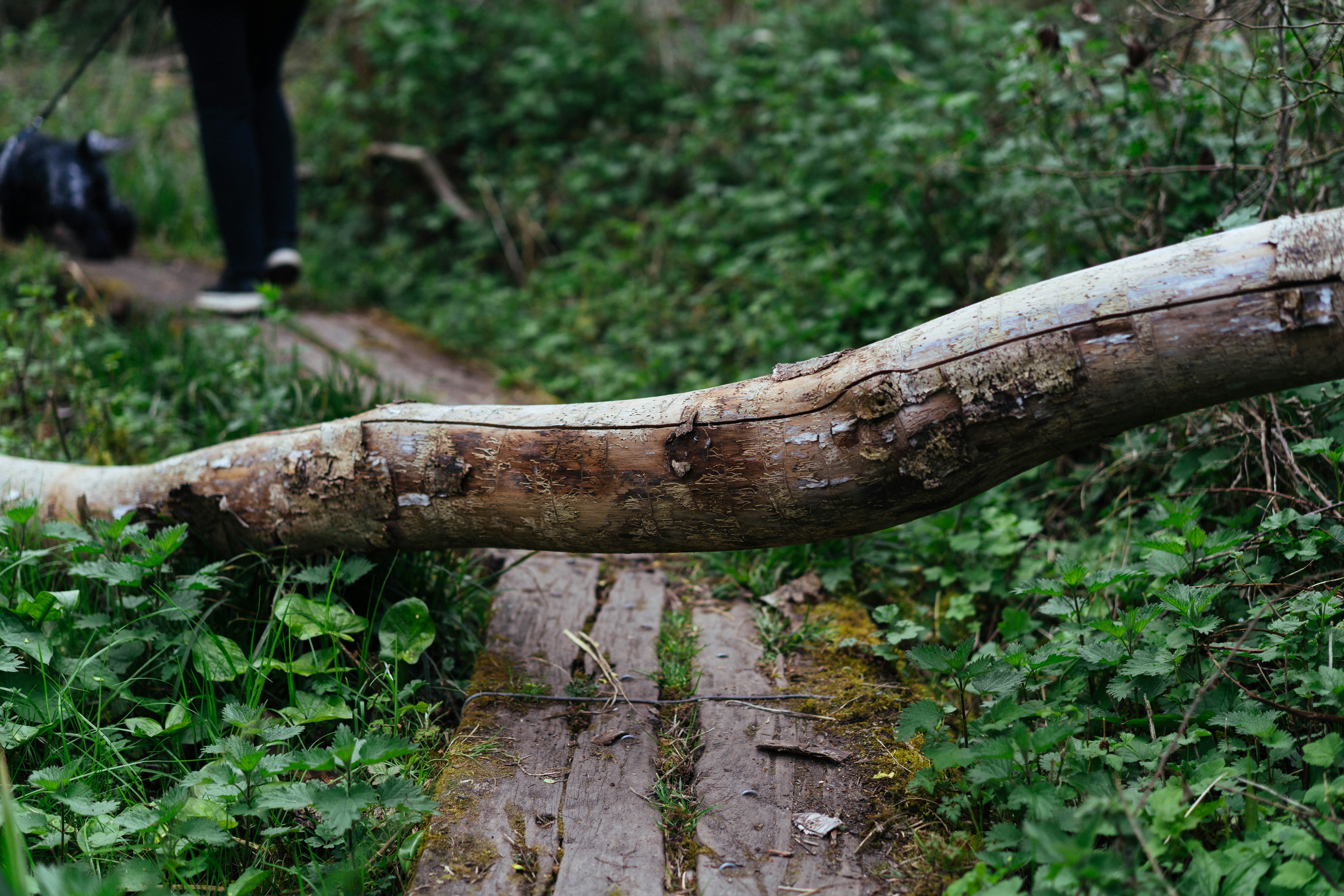 Fallen Log Bridges a Narrow Fern-Lined Path
