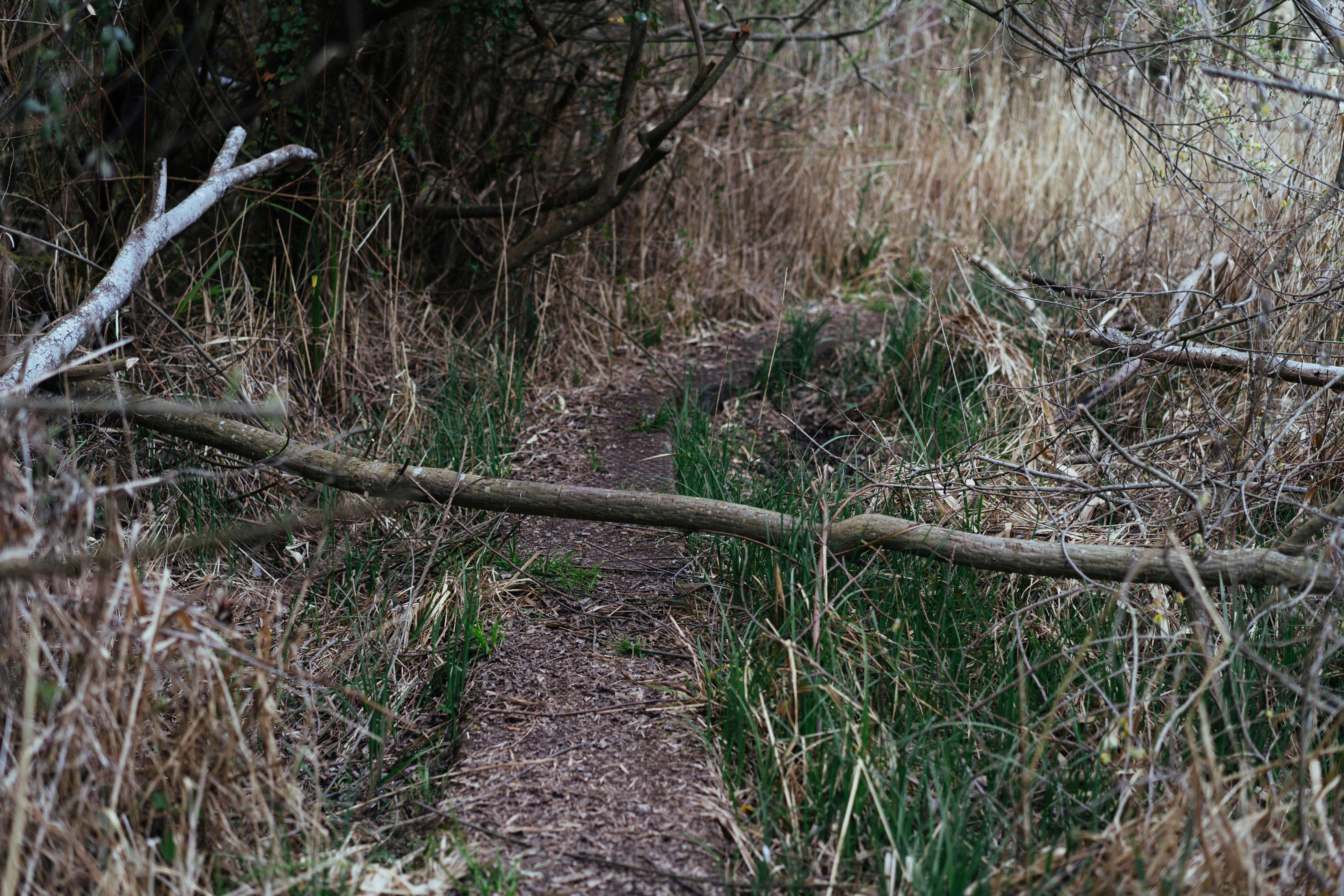 Fallen Log Across a Winding Trail in a Dry Canopy