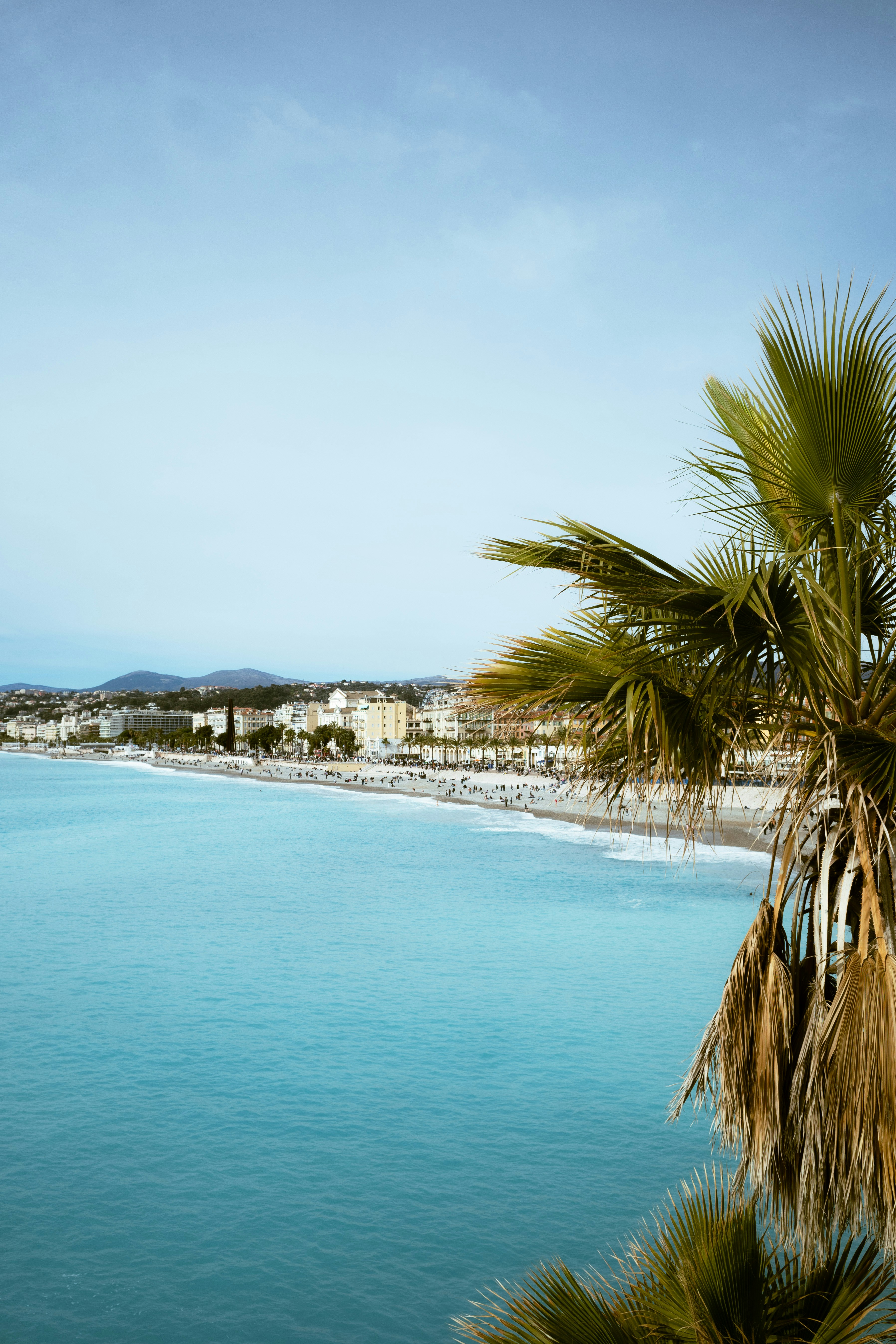 Palm-fringed coastline under a clear sky