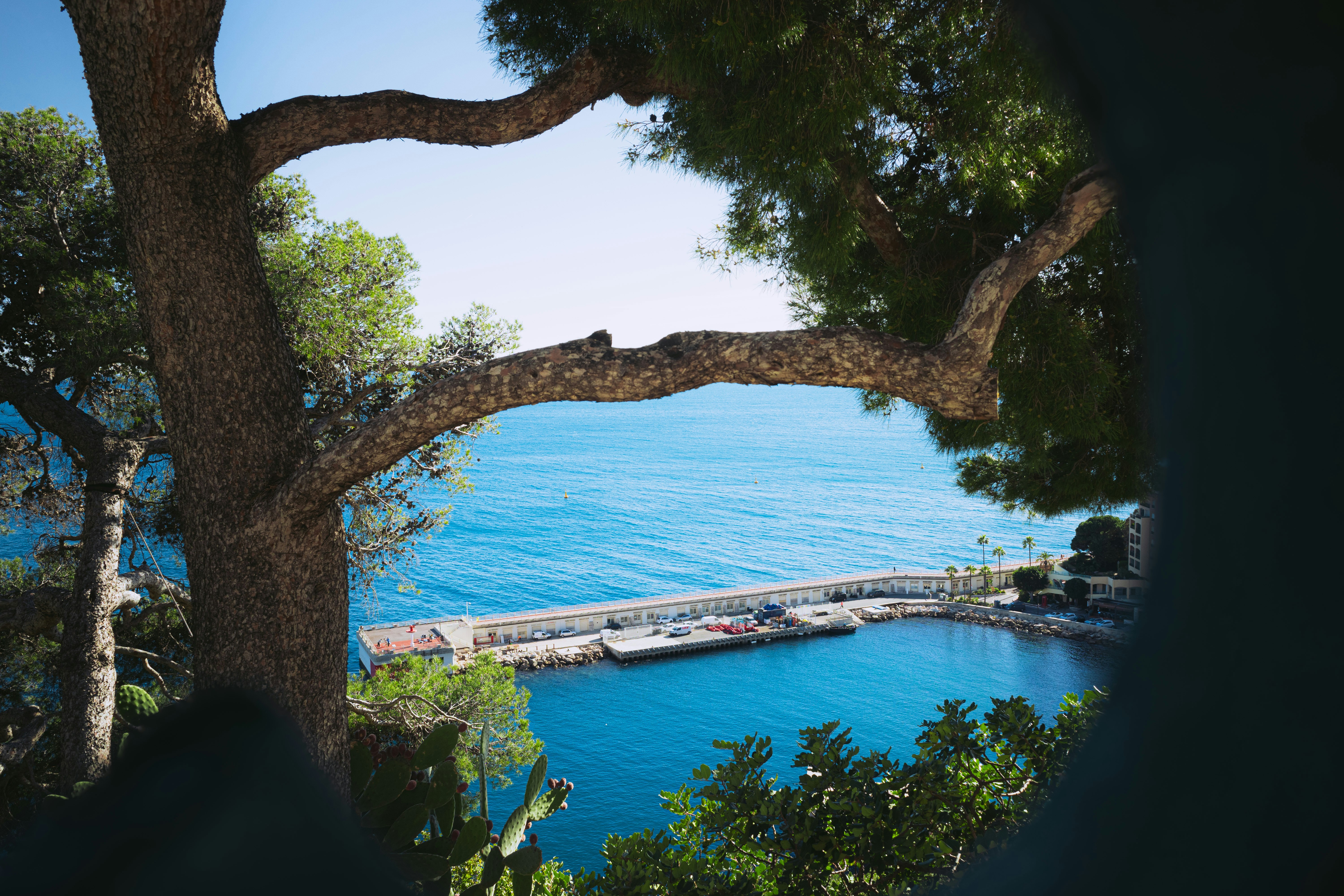 Harbor Framing through the Branches