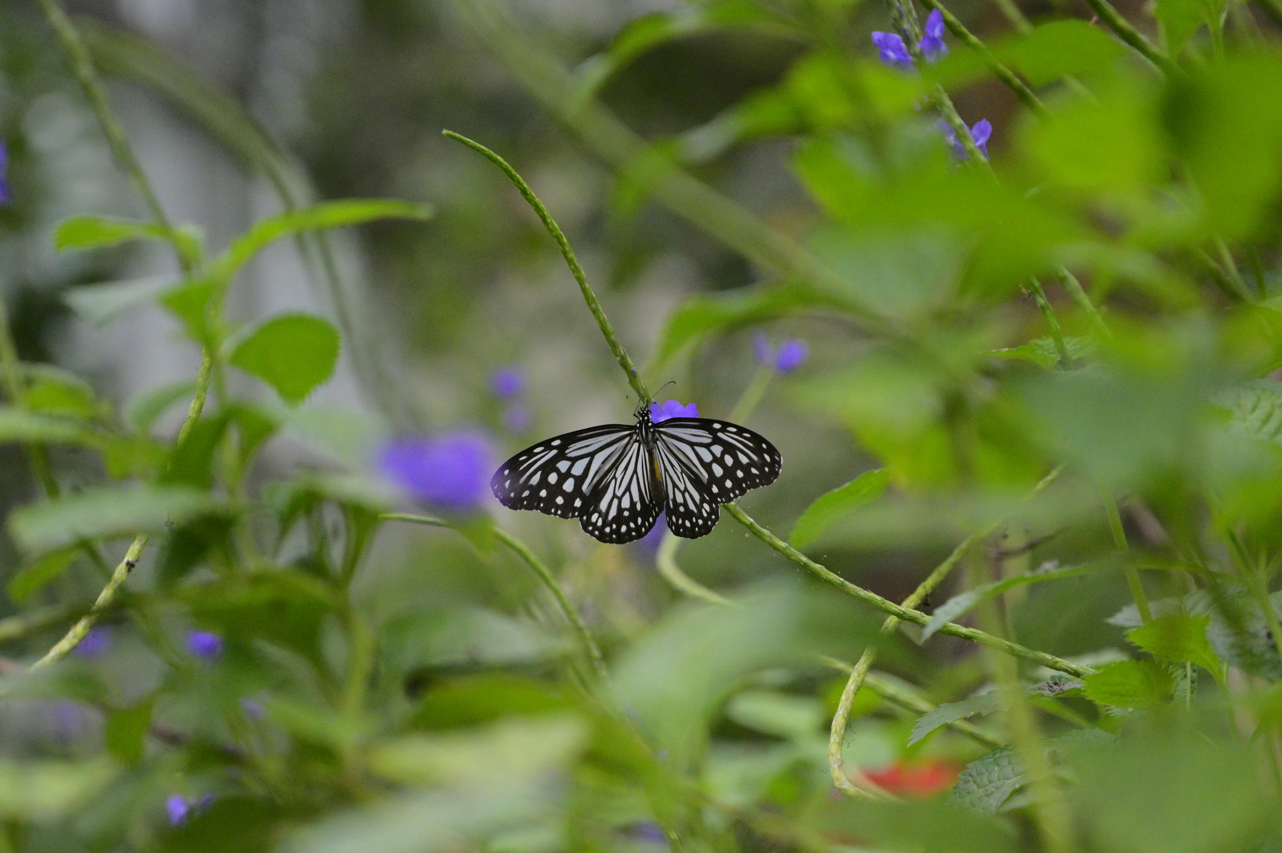 Delicate Monarch of the Wildflowers