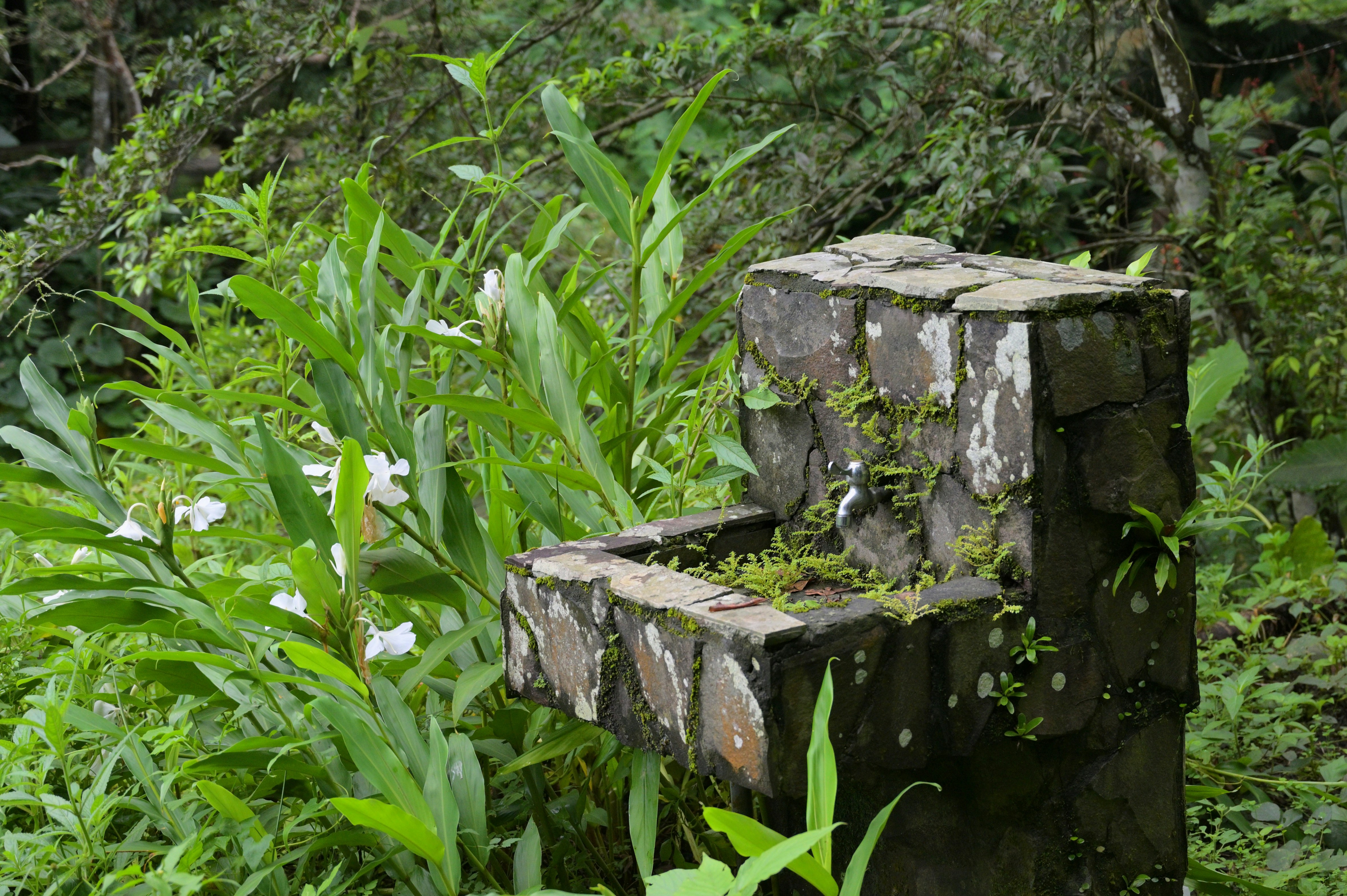 Bracken and mossed well: relic of stone steps hidden in the undergrowth