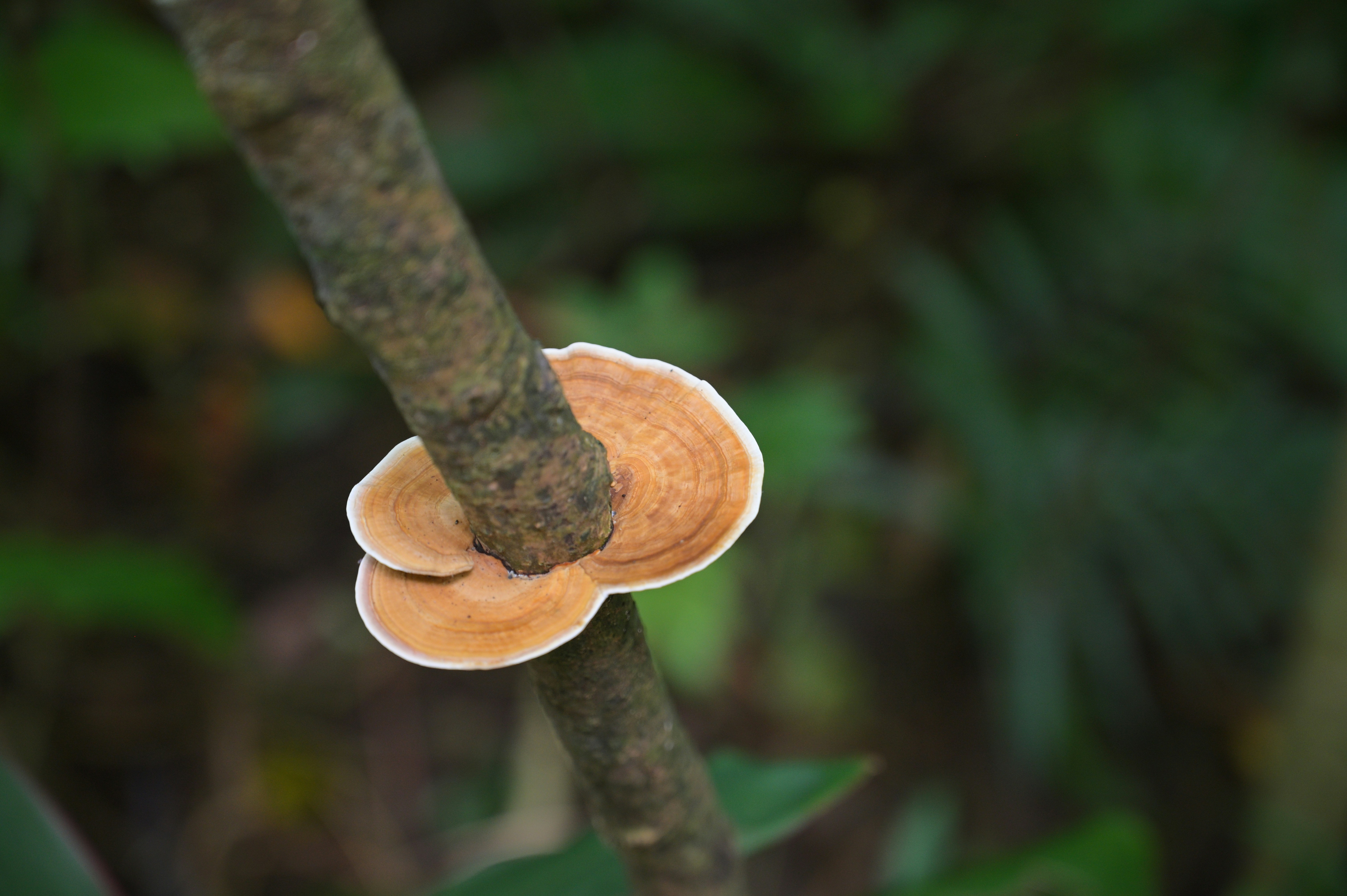 Bracketed Bracket: A Shelf of Fungi on a Mossy Stick