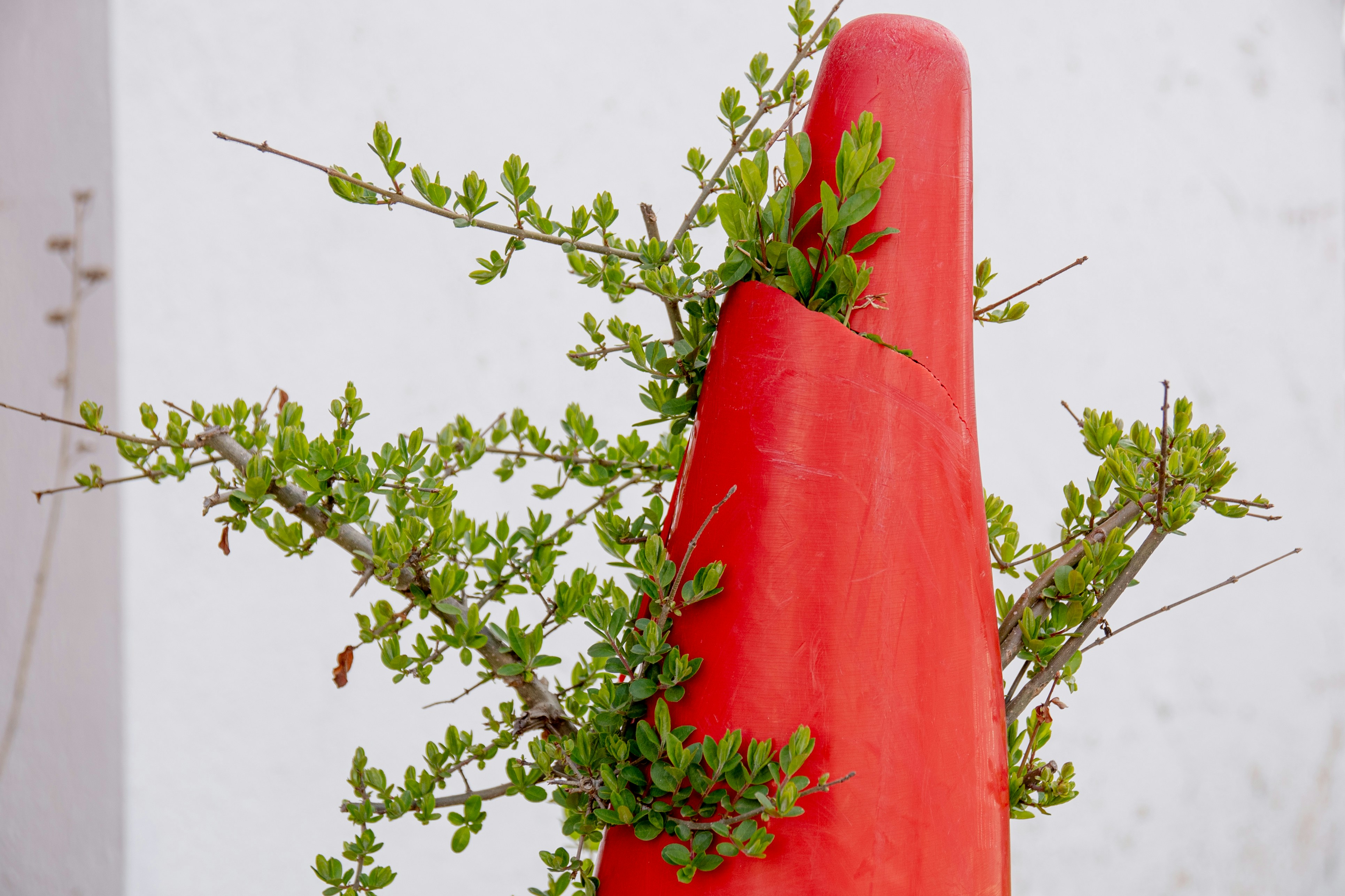 Red Traffic Cone Reclaimed by Greenery in Soft Morning Light