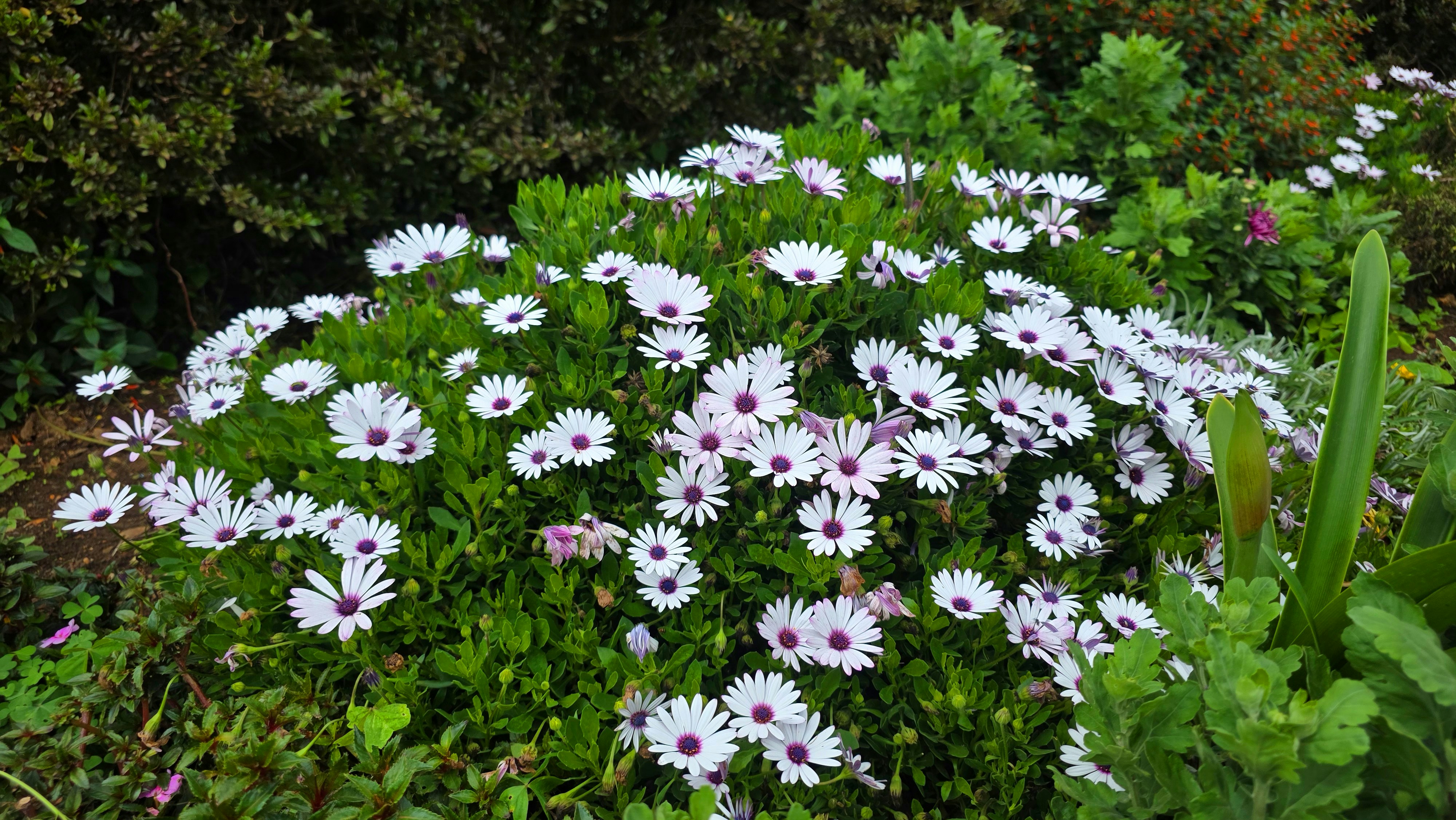 A bush of white daisies with purple centers.