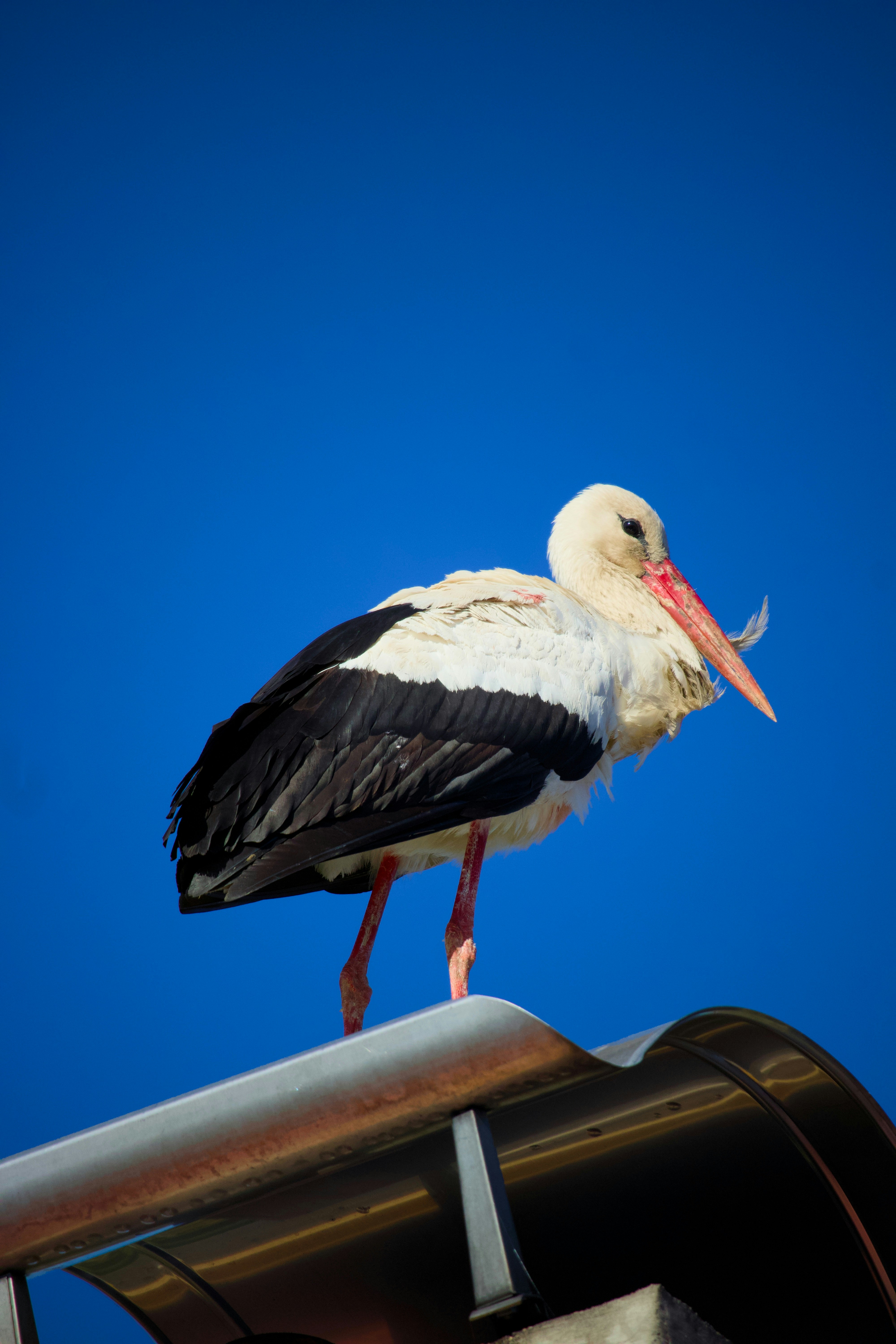 Stilted Lettle: A White Stork Perched Above a Metallic Roof