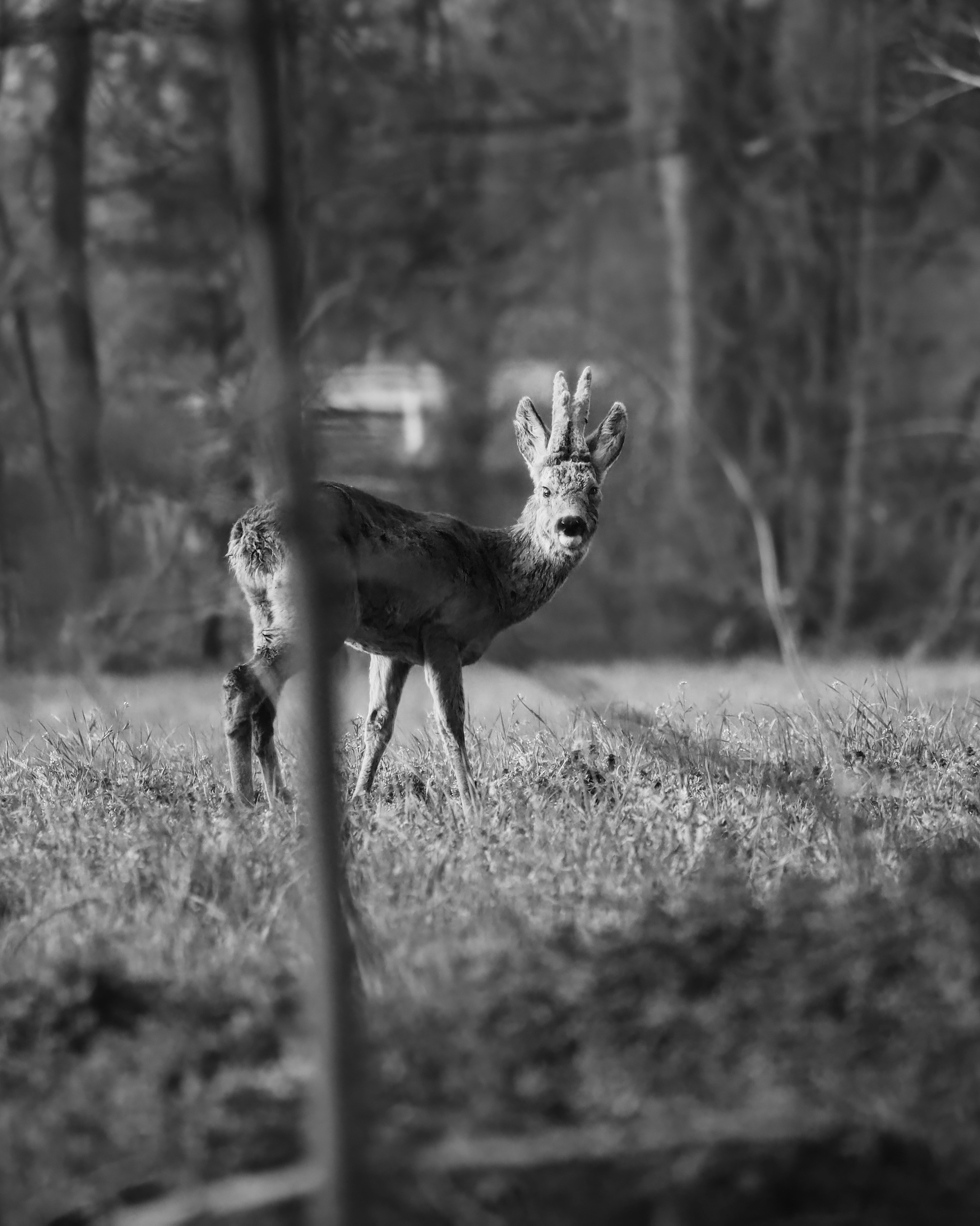 Stares Down the Muzzle: A Quiet Deer Moment in the Field
