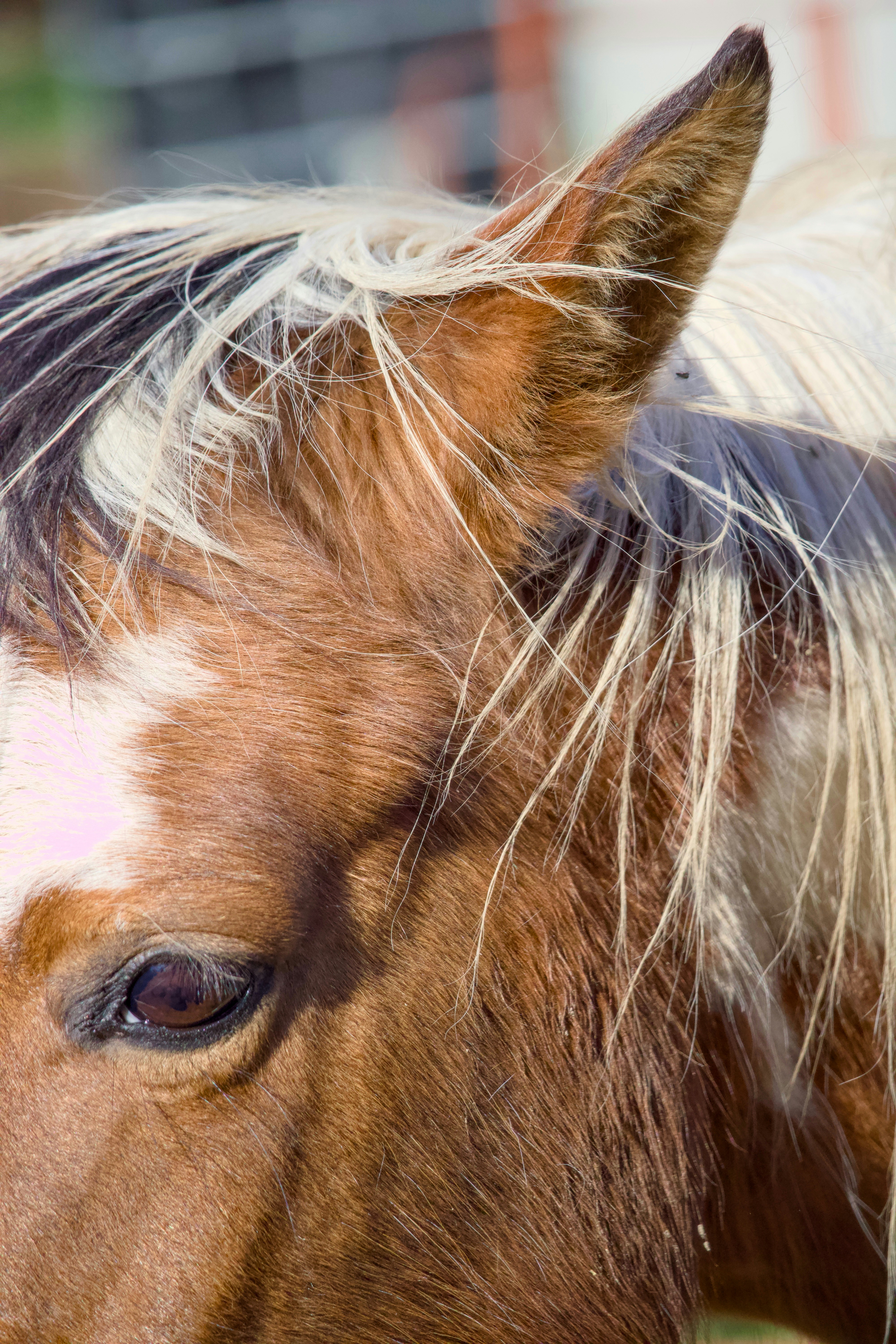 Close-Up of a Horse's Eye and Palomino Mane in Soft Sunlight