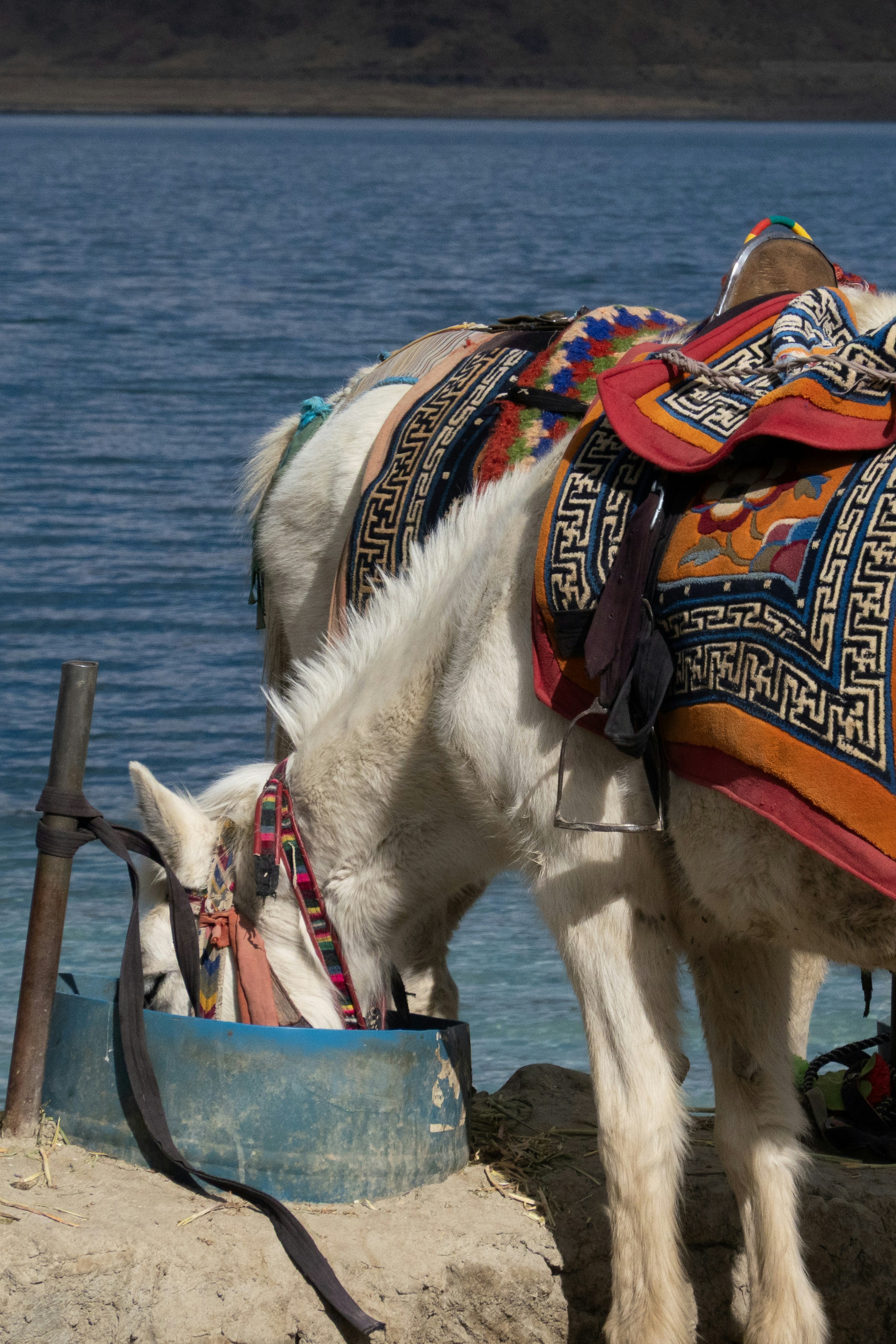 Colorful Travelers: A Decorated Pony at the Shore