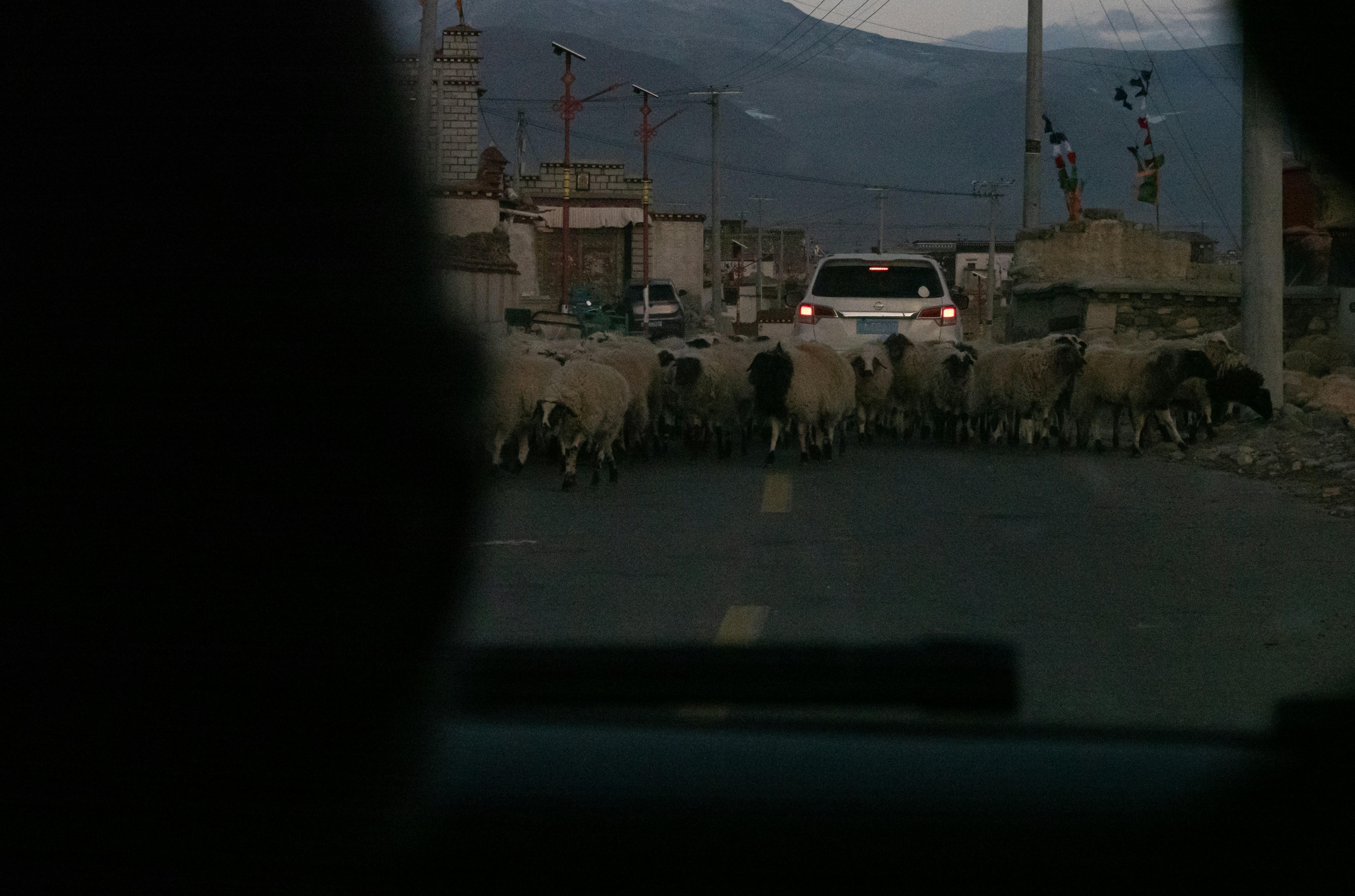 Flock on a Far-Side Road