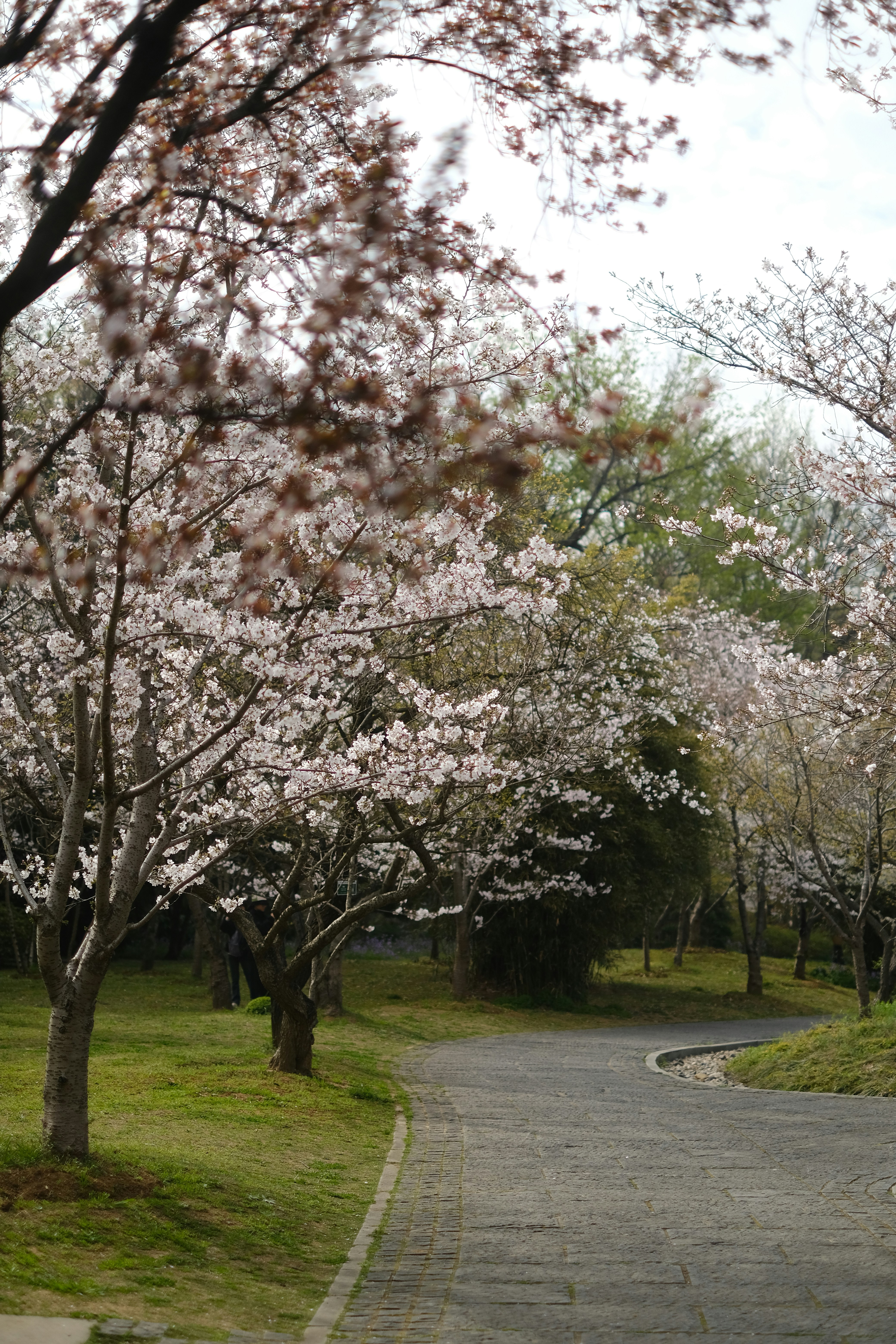 Cherry-Tree Avenue on a Gentle Park Bend