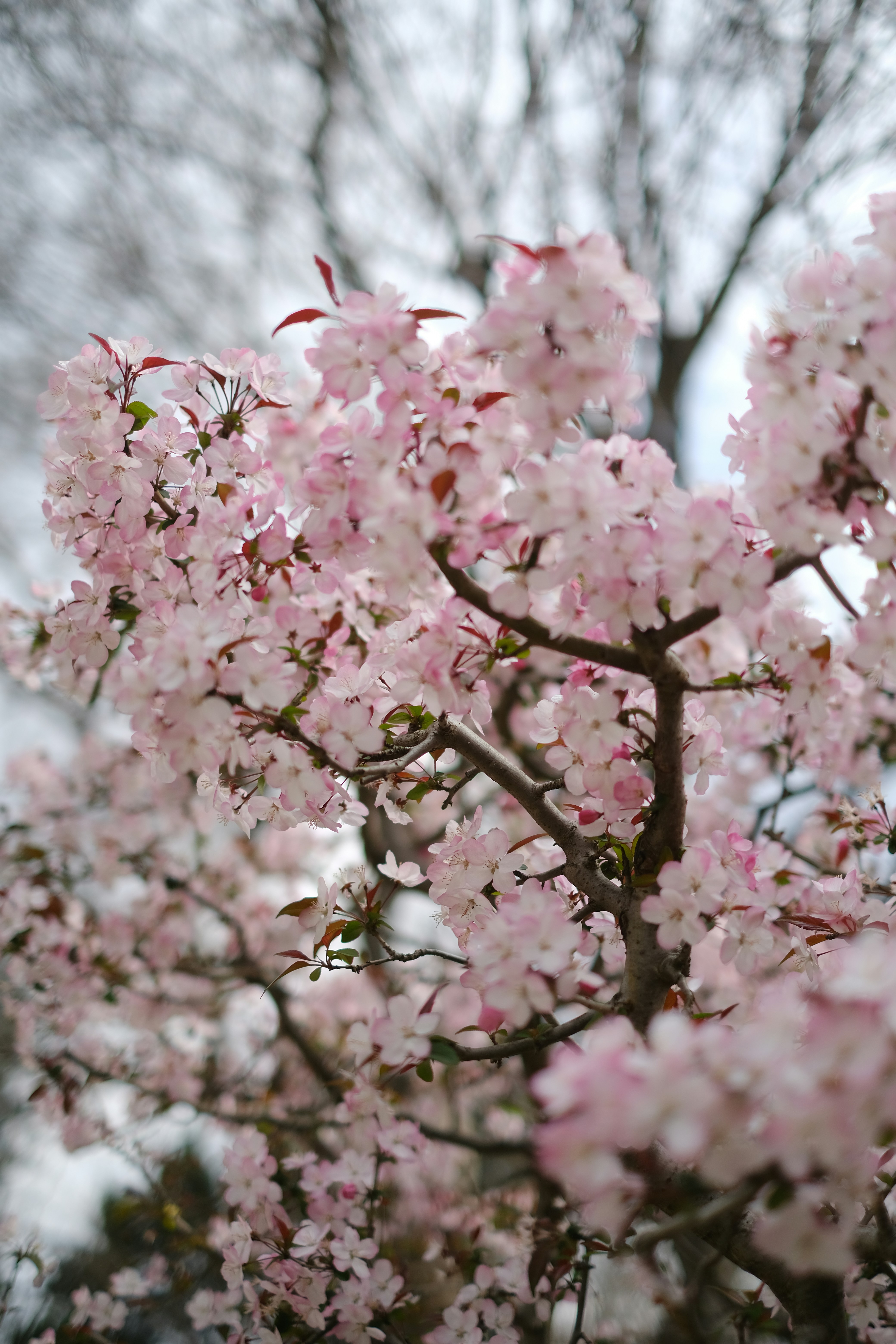 Blossoms in Soft Focus