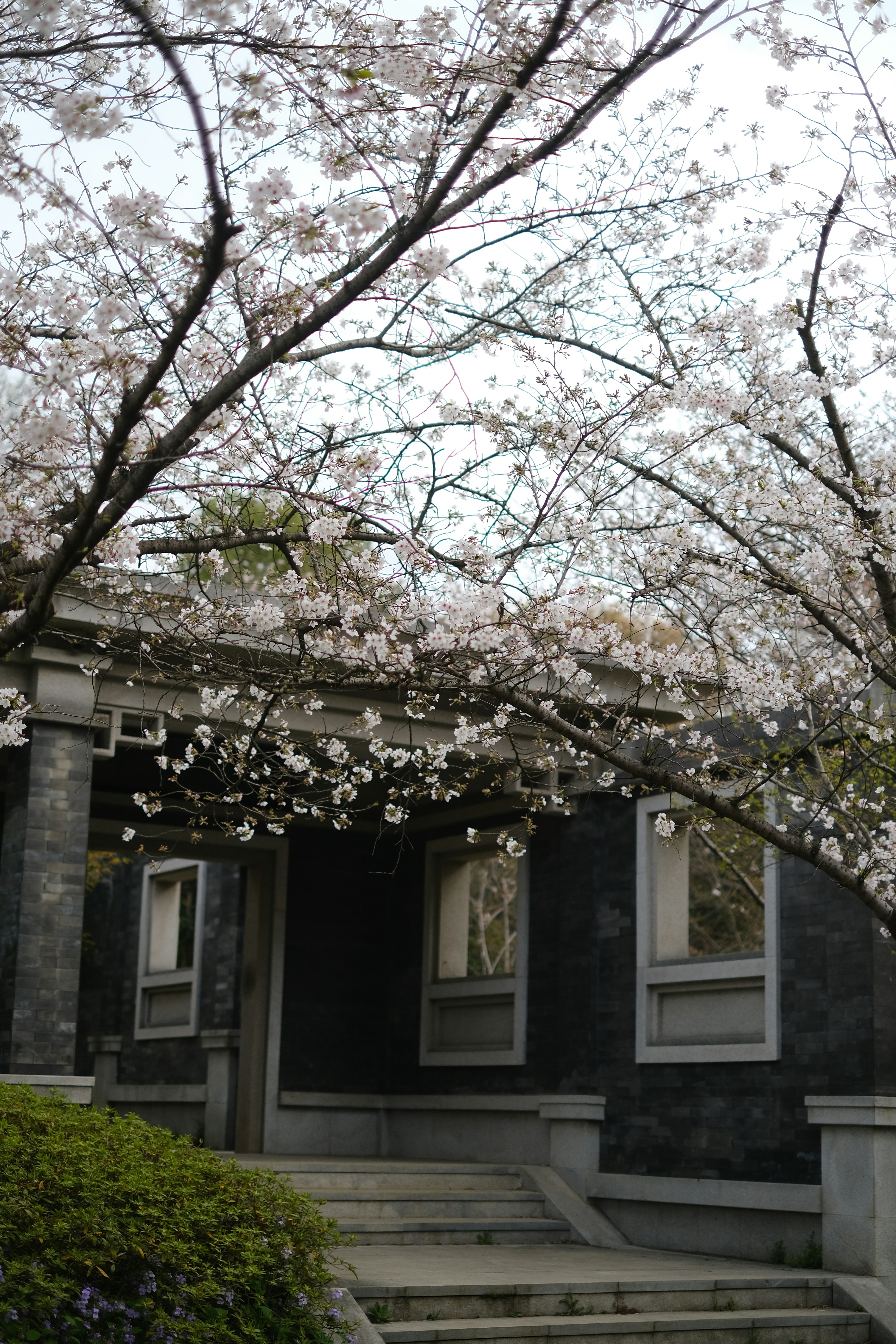 Cherry Blossom Archway Over a Dormitory Entrance