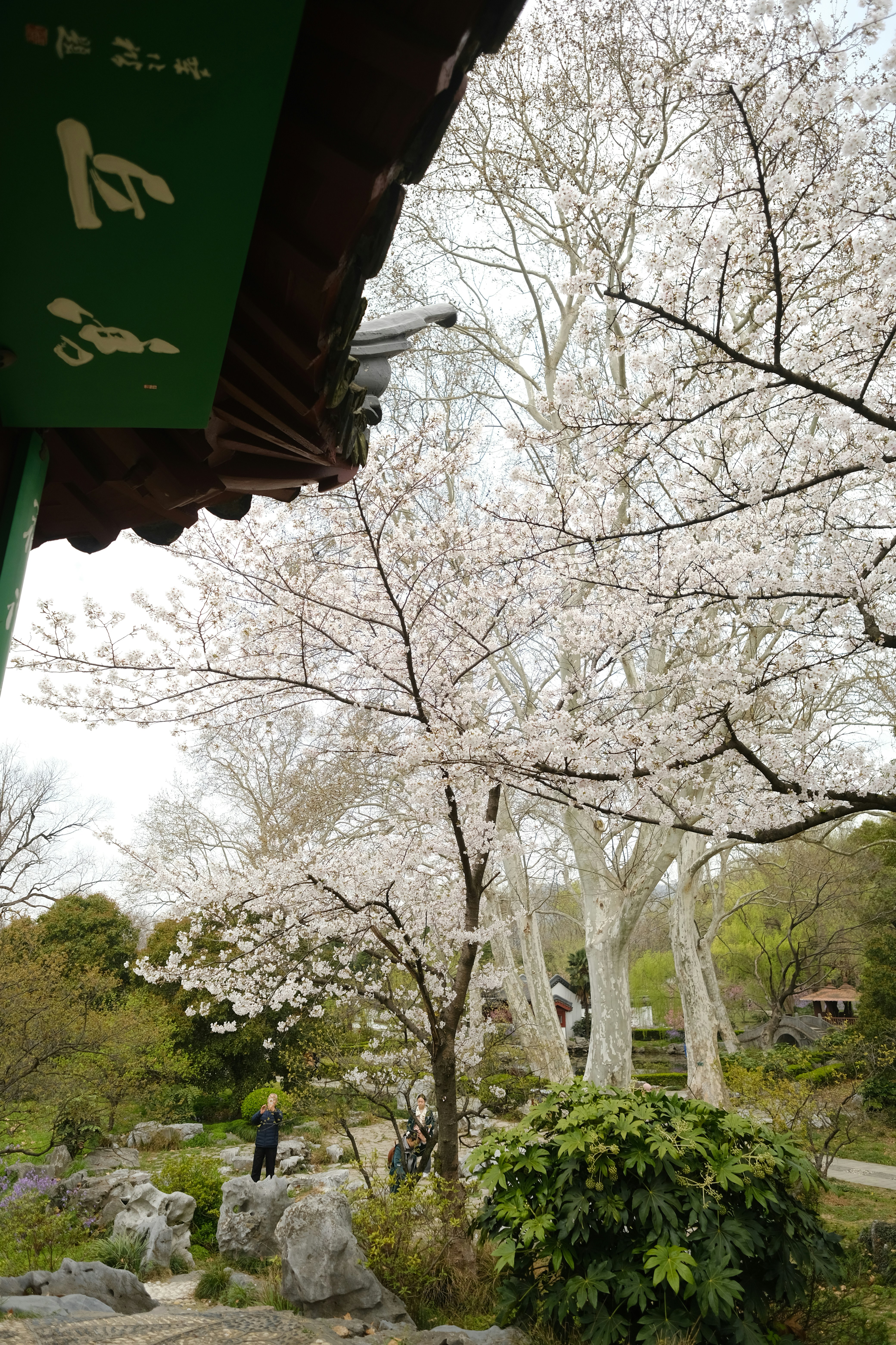 Blossoms Over a Tranquil Garden Path