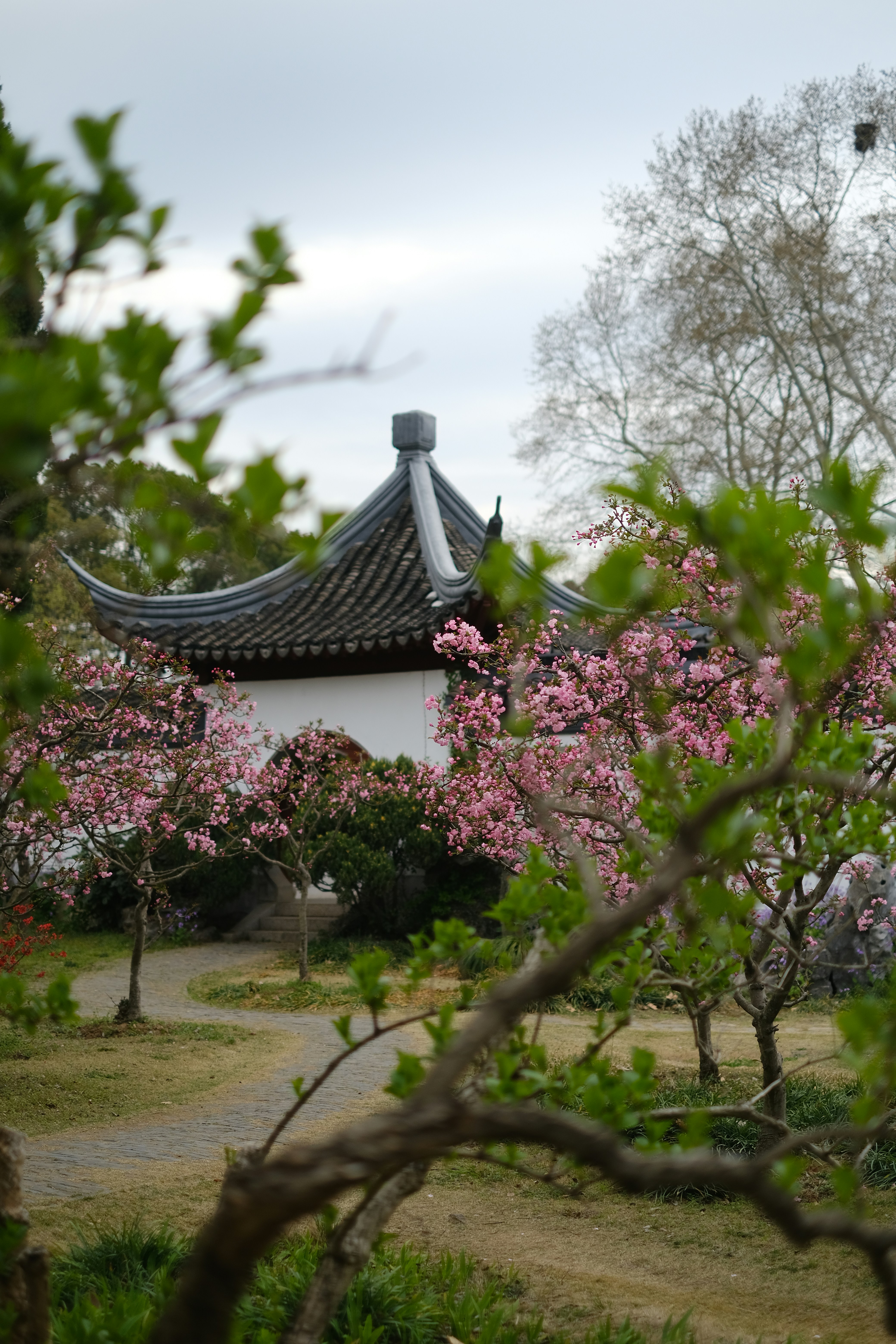 Blossoms Framing a Traditional Roof