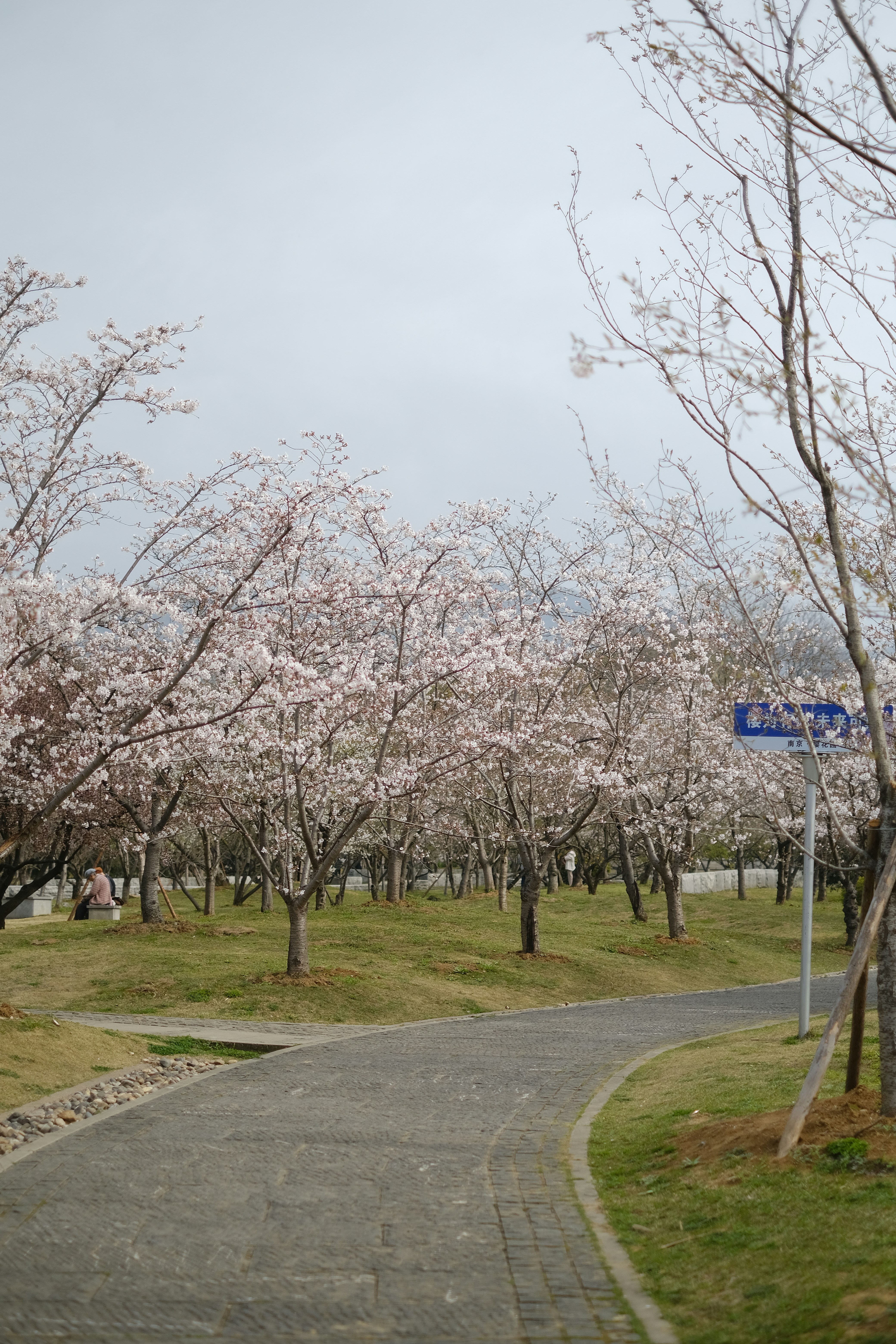 Cherry Blossom Avenue: A Serene Walk Beneath Pale Spring Skies