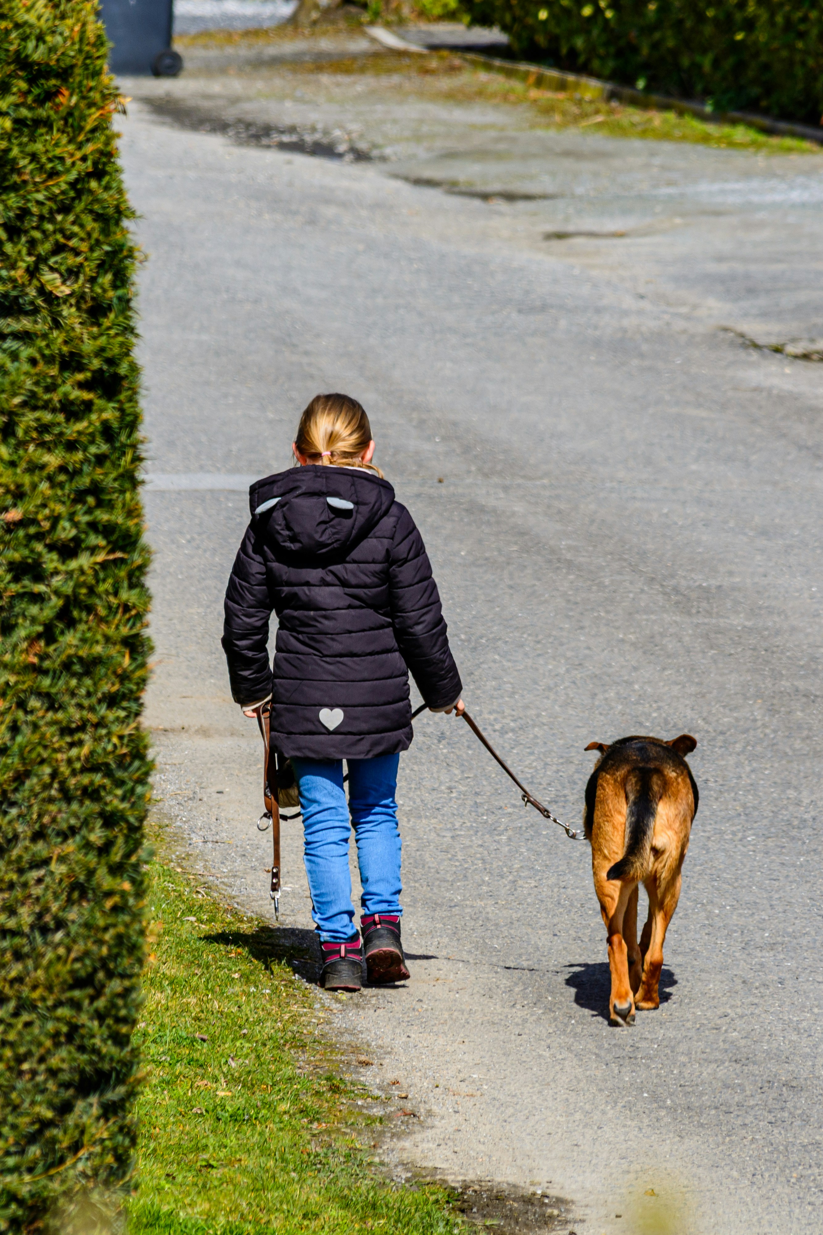 Little Walker and Dog on a Quiet Country Road
