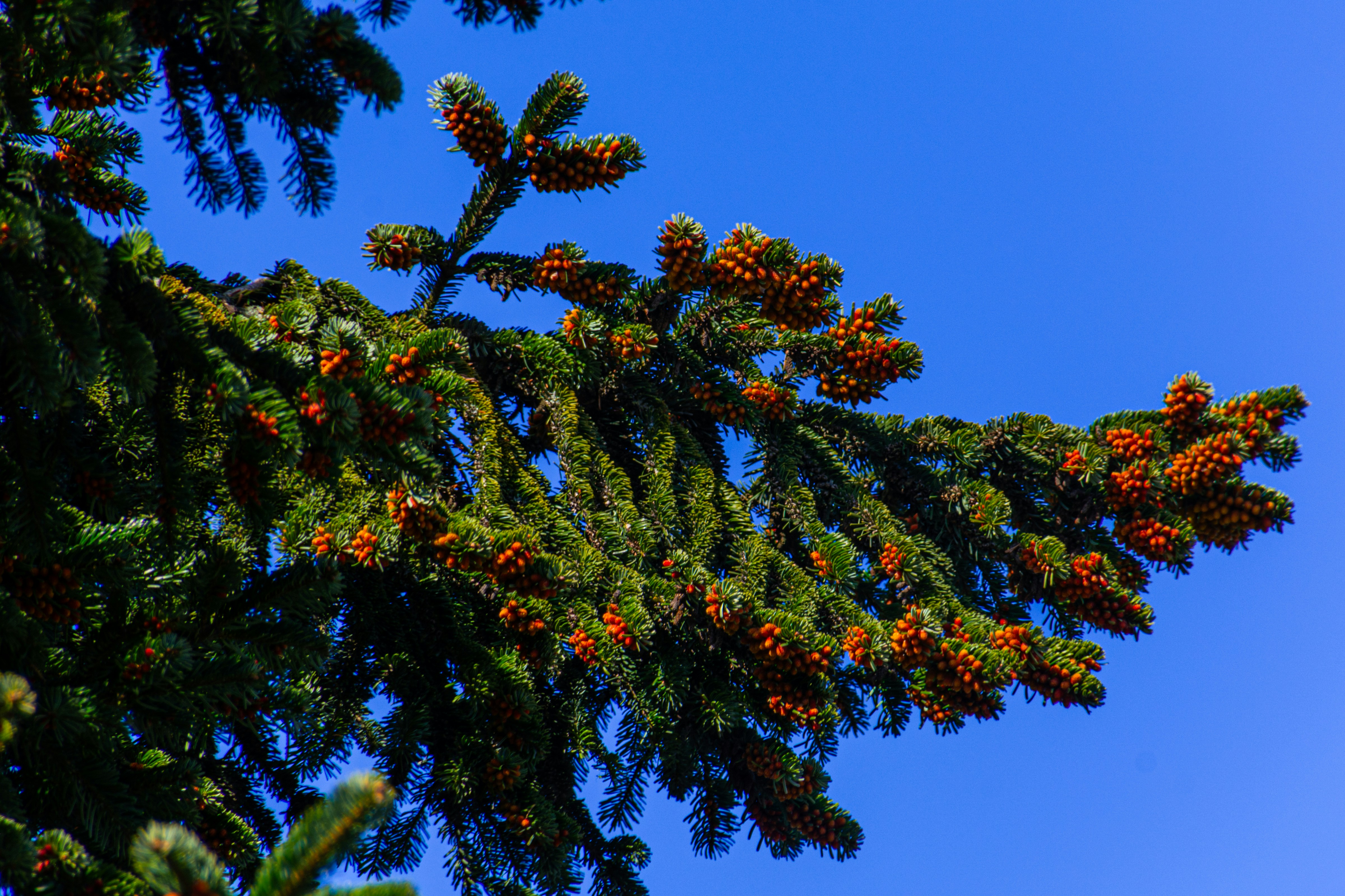 Cascades of color: pine boughs Against a Clear Sky