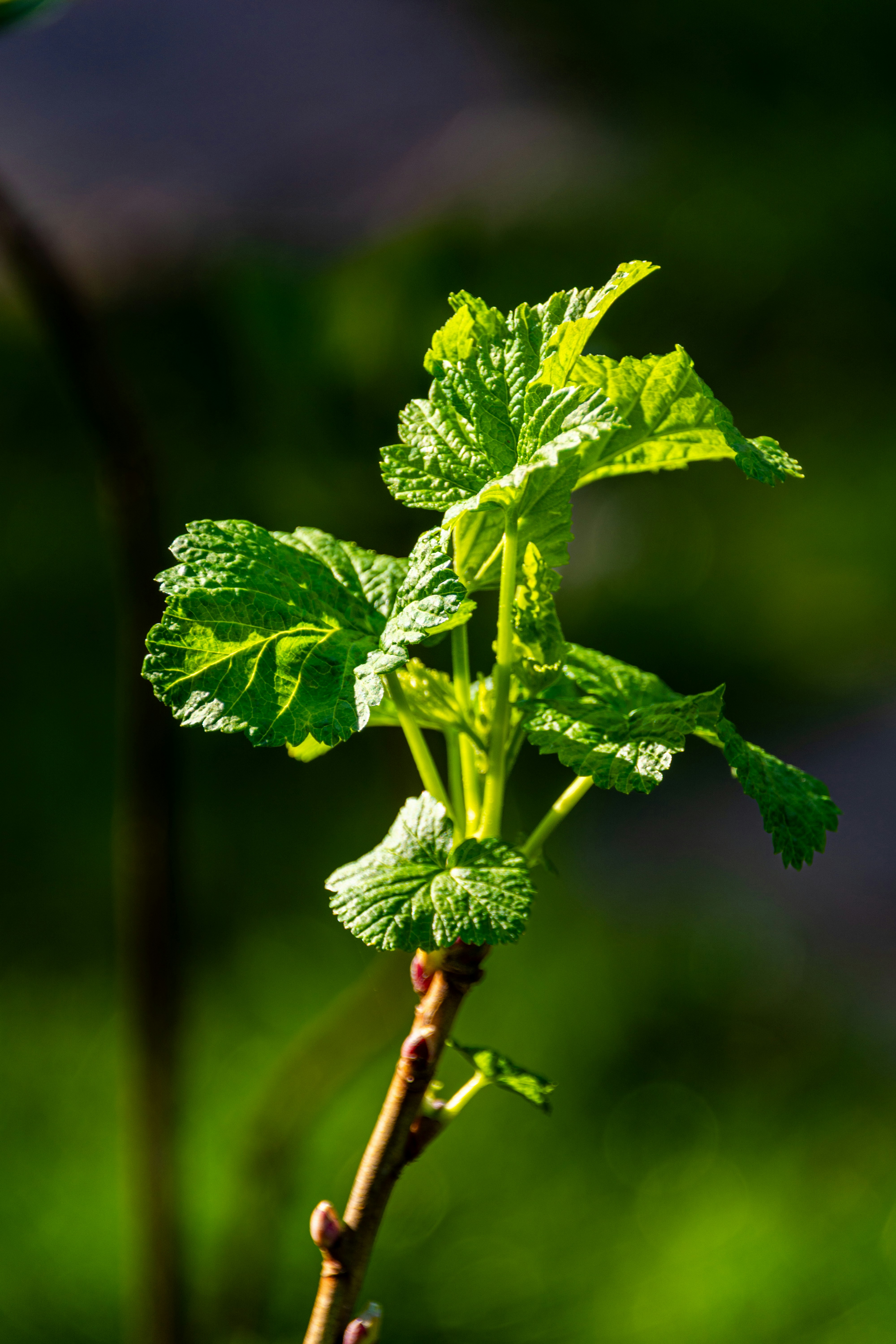 Emerald Sprout: Sunlit Leaves Reaching Toward the Light