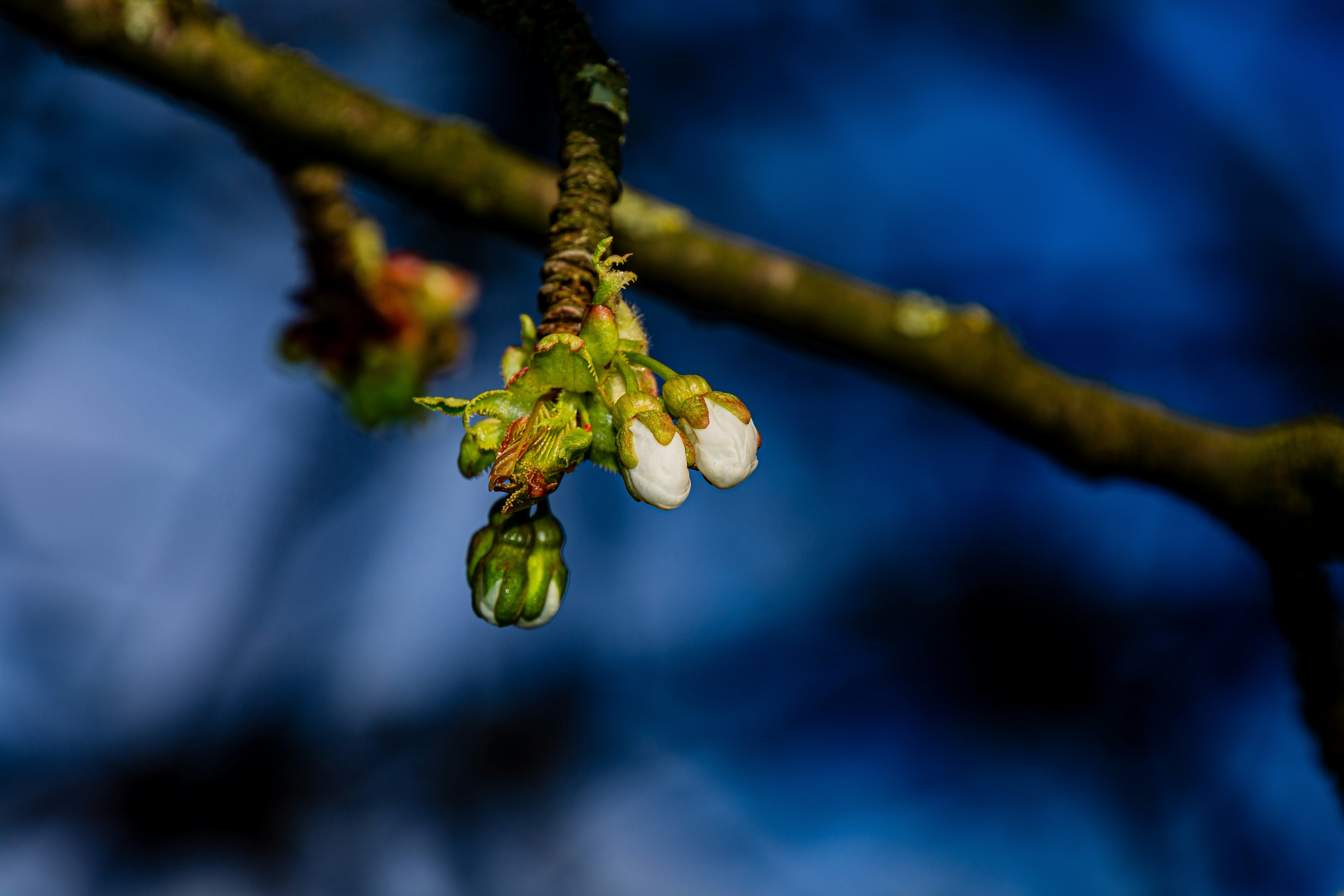 Fragile blossom on a moonlit branch