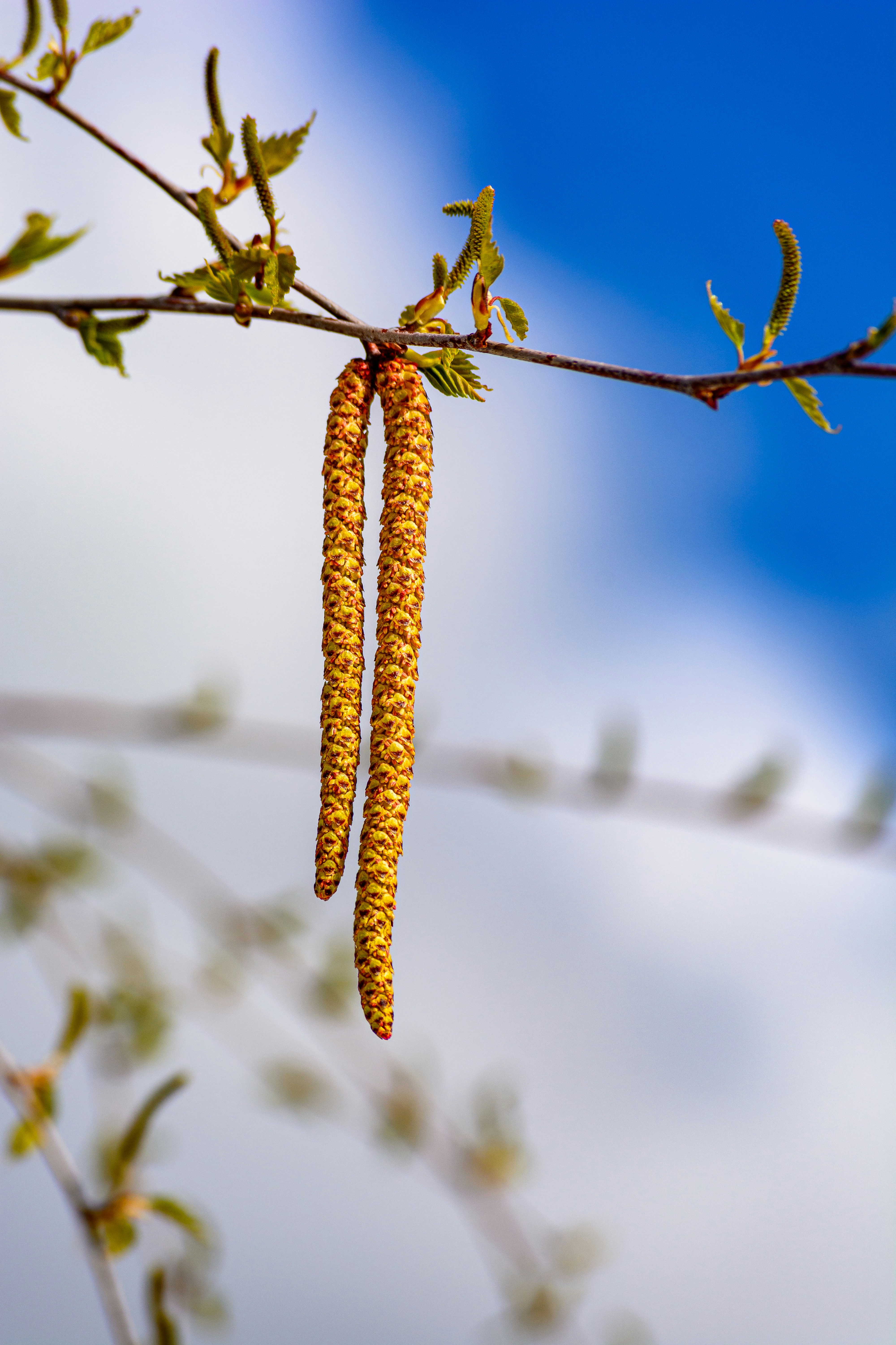 Golden Catkins in Winter Light