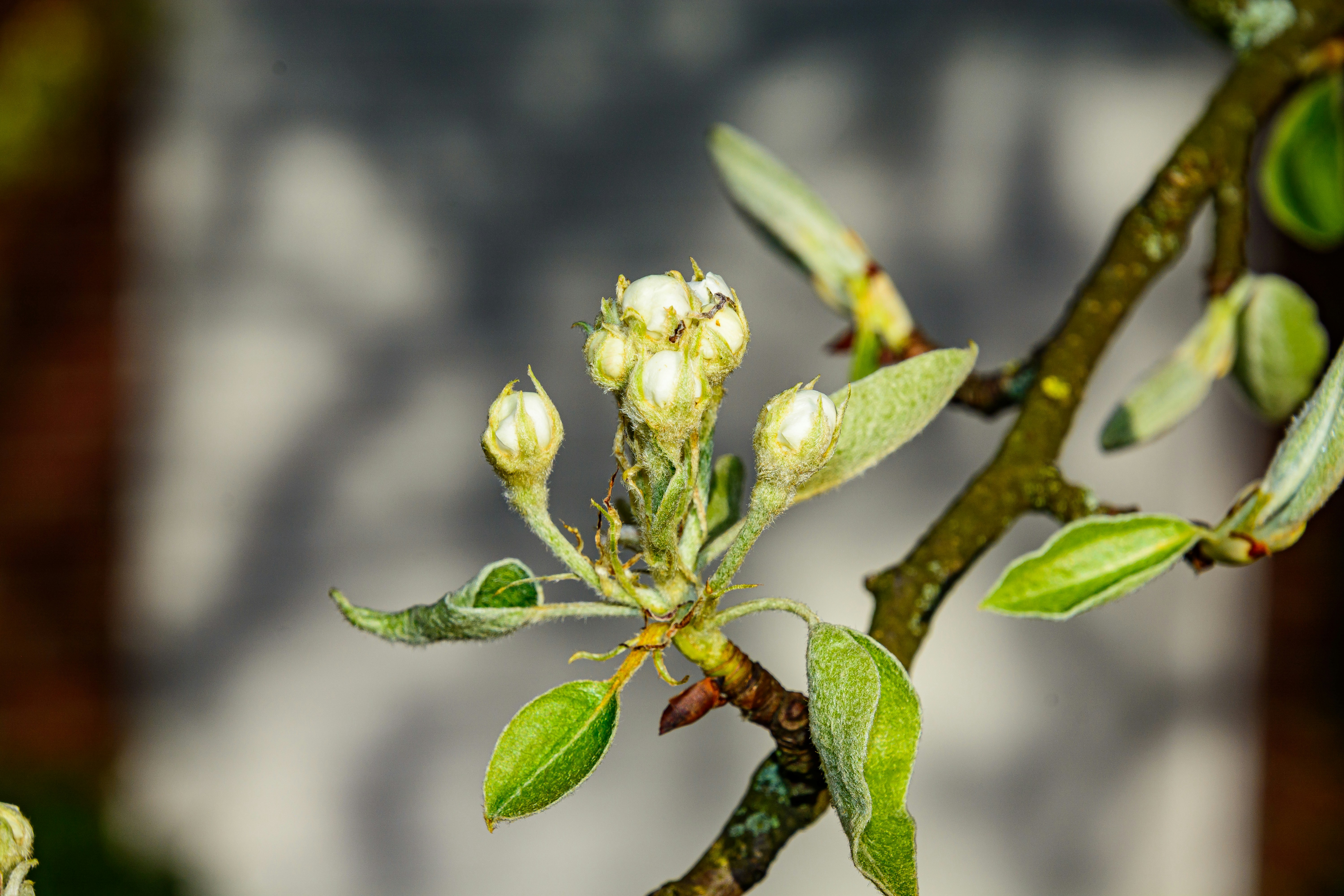 Blossoms in Focus: A Delicate Budding Moment on a Branch