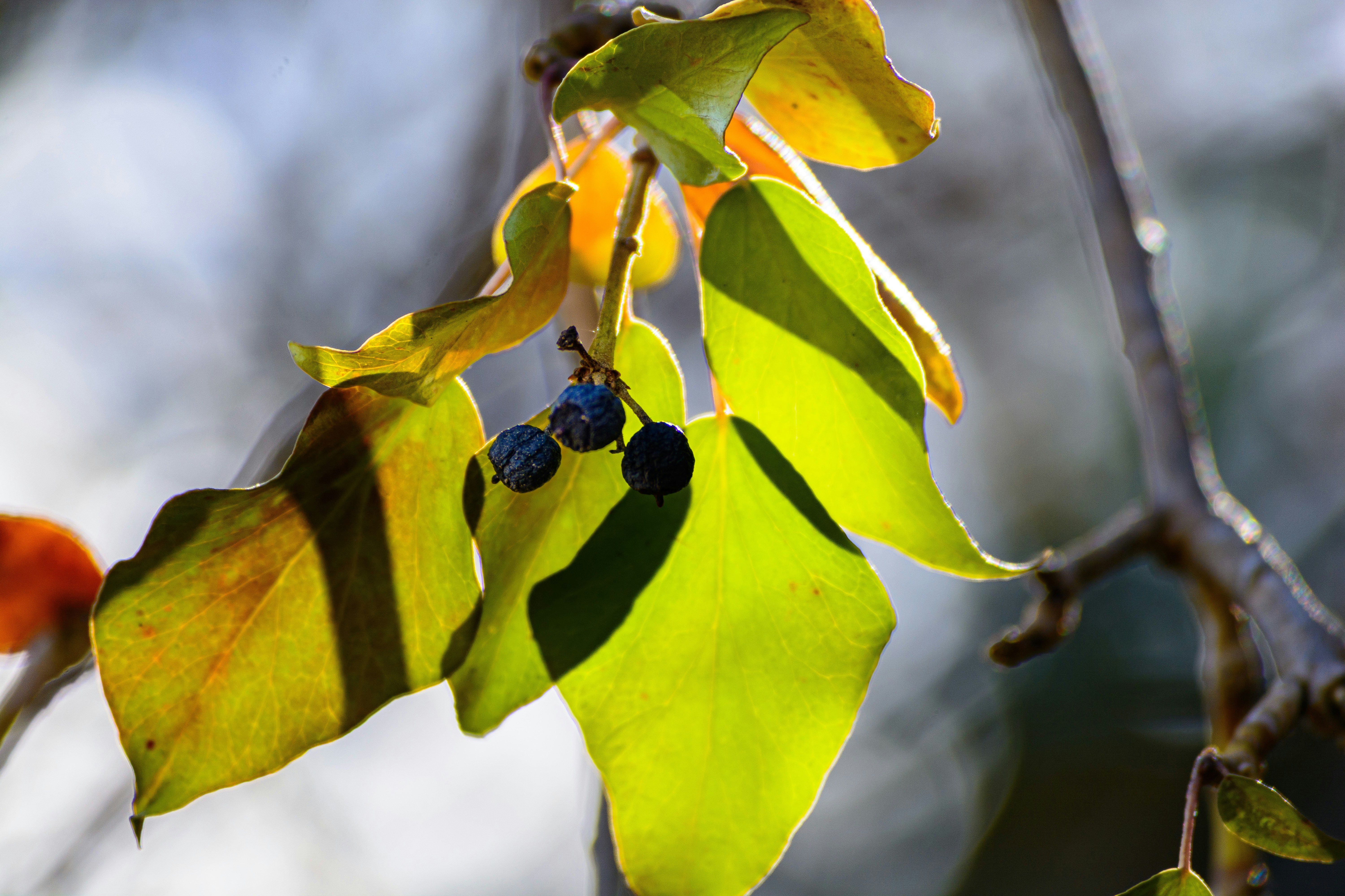 Lurking Berries: Sunlit Leaves and Dusk-hued fruit