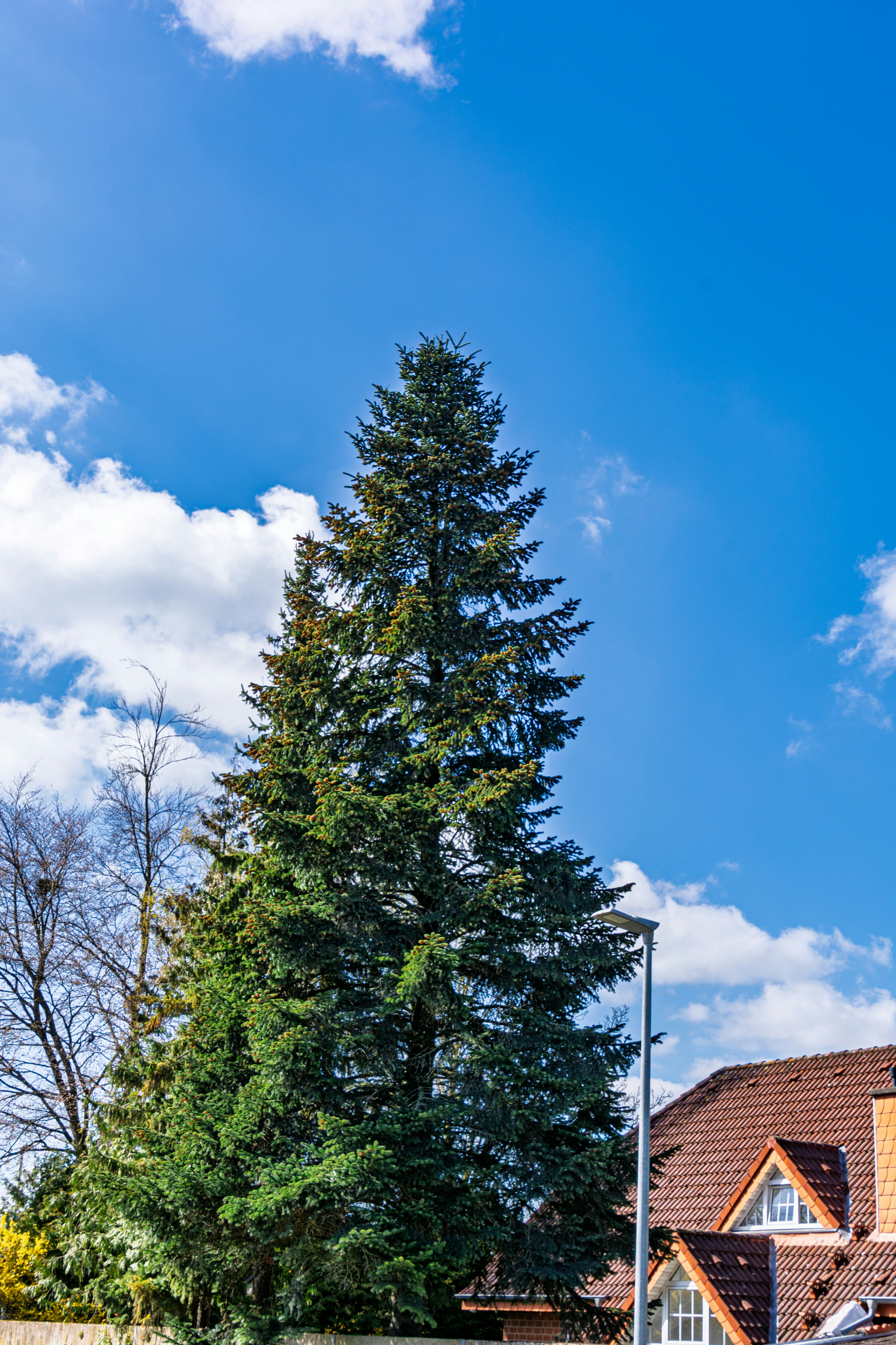 Towering Evergreen Against a Bright Spring Sky