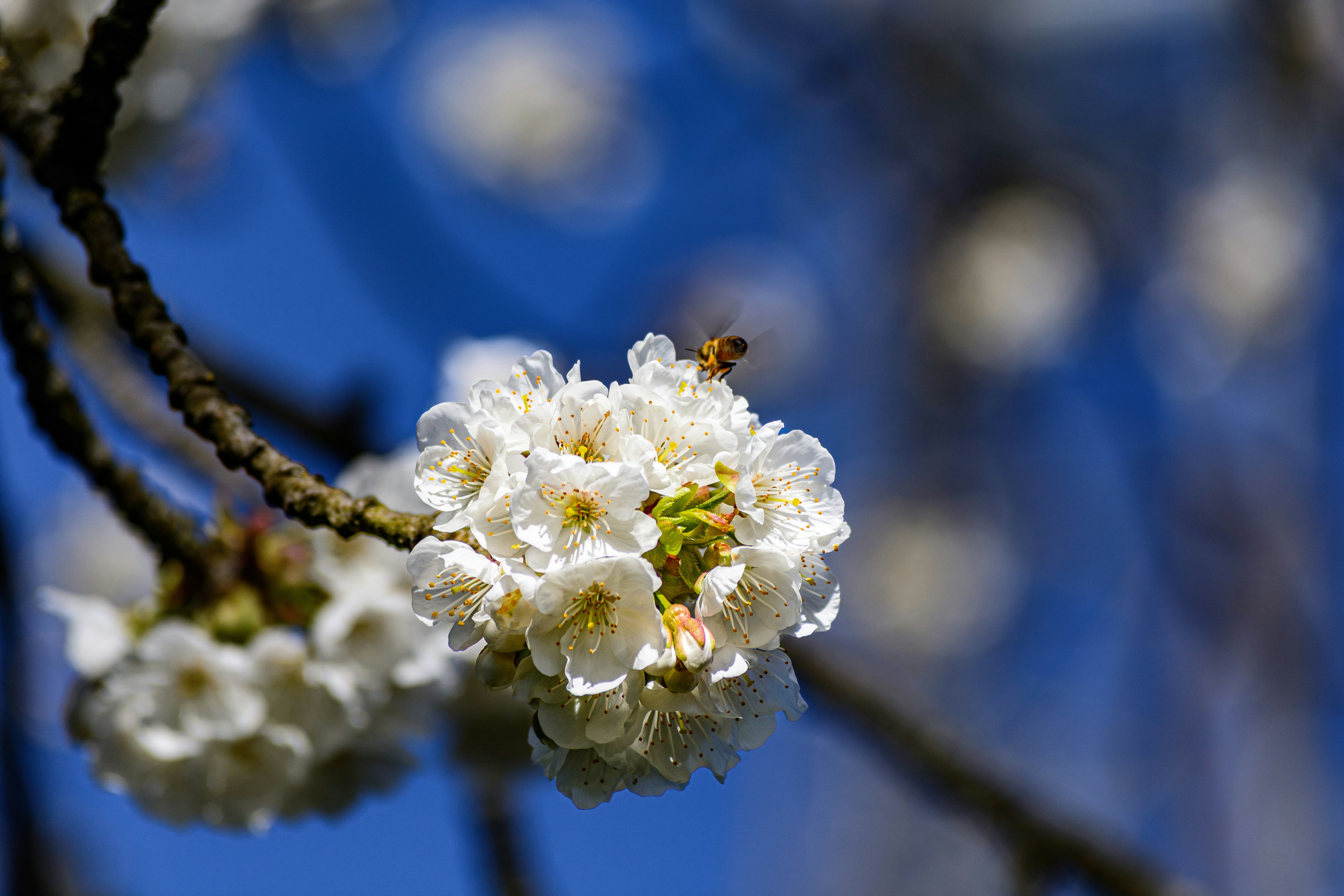 White blossoms in a blue sky portrait