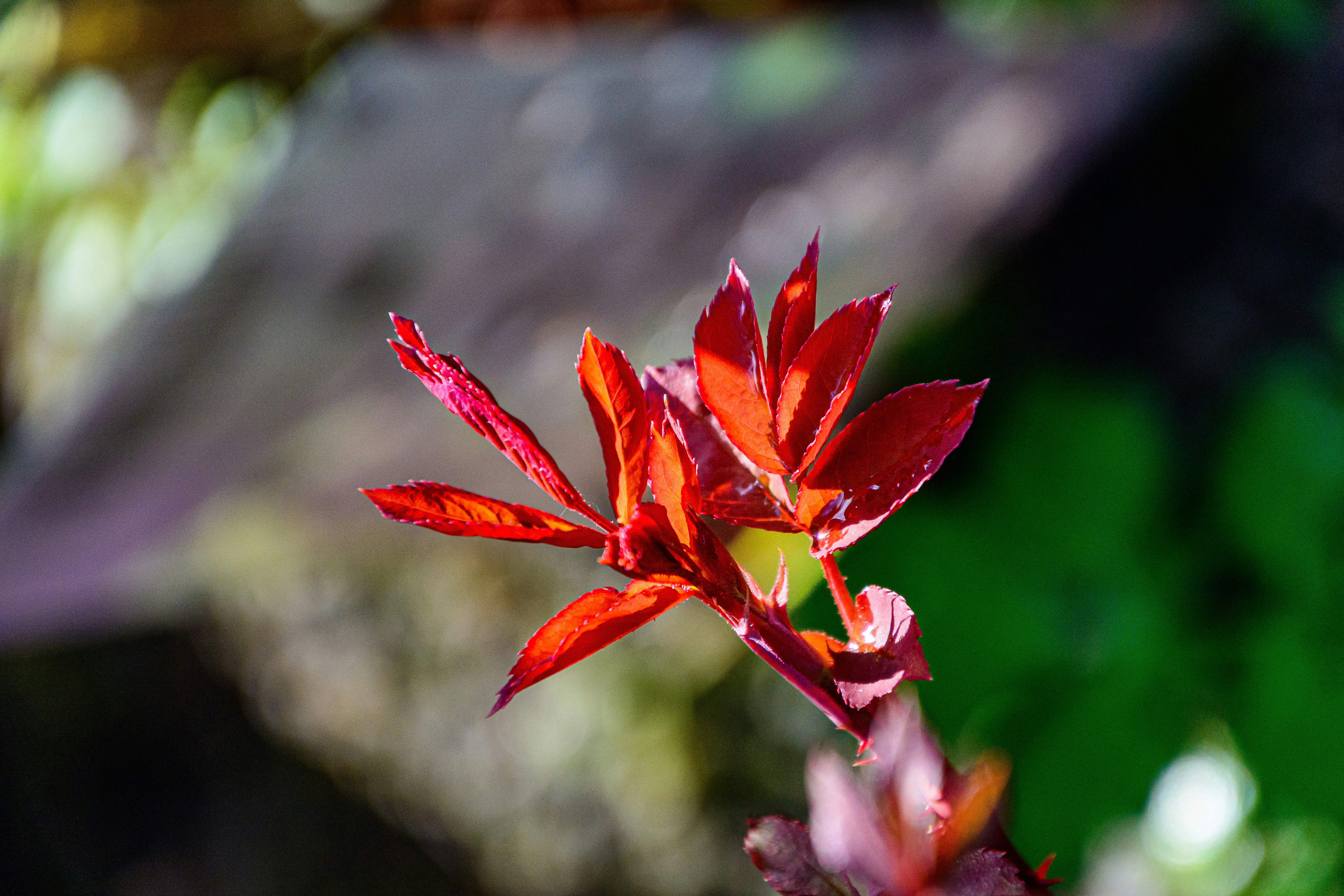 Crimson Leaf Study: Sharp Red Foliage Against Soft Background
