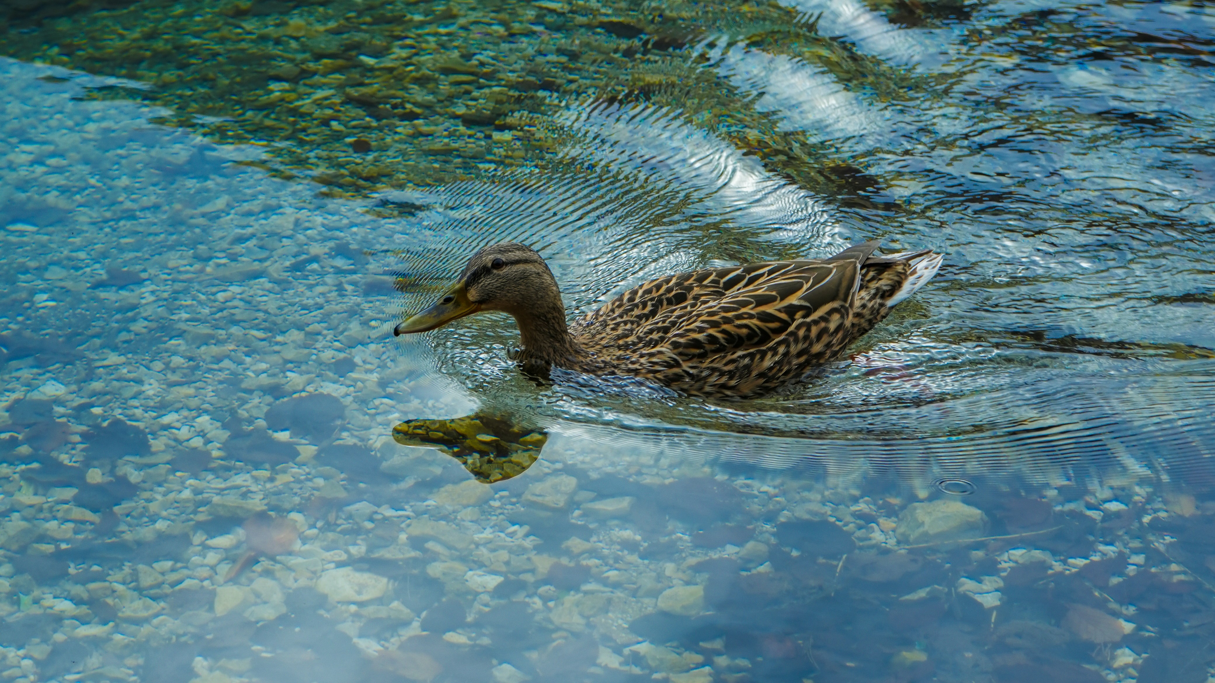 Quiet Glide: A Mallard’s Wake Across Clear Pebble Water