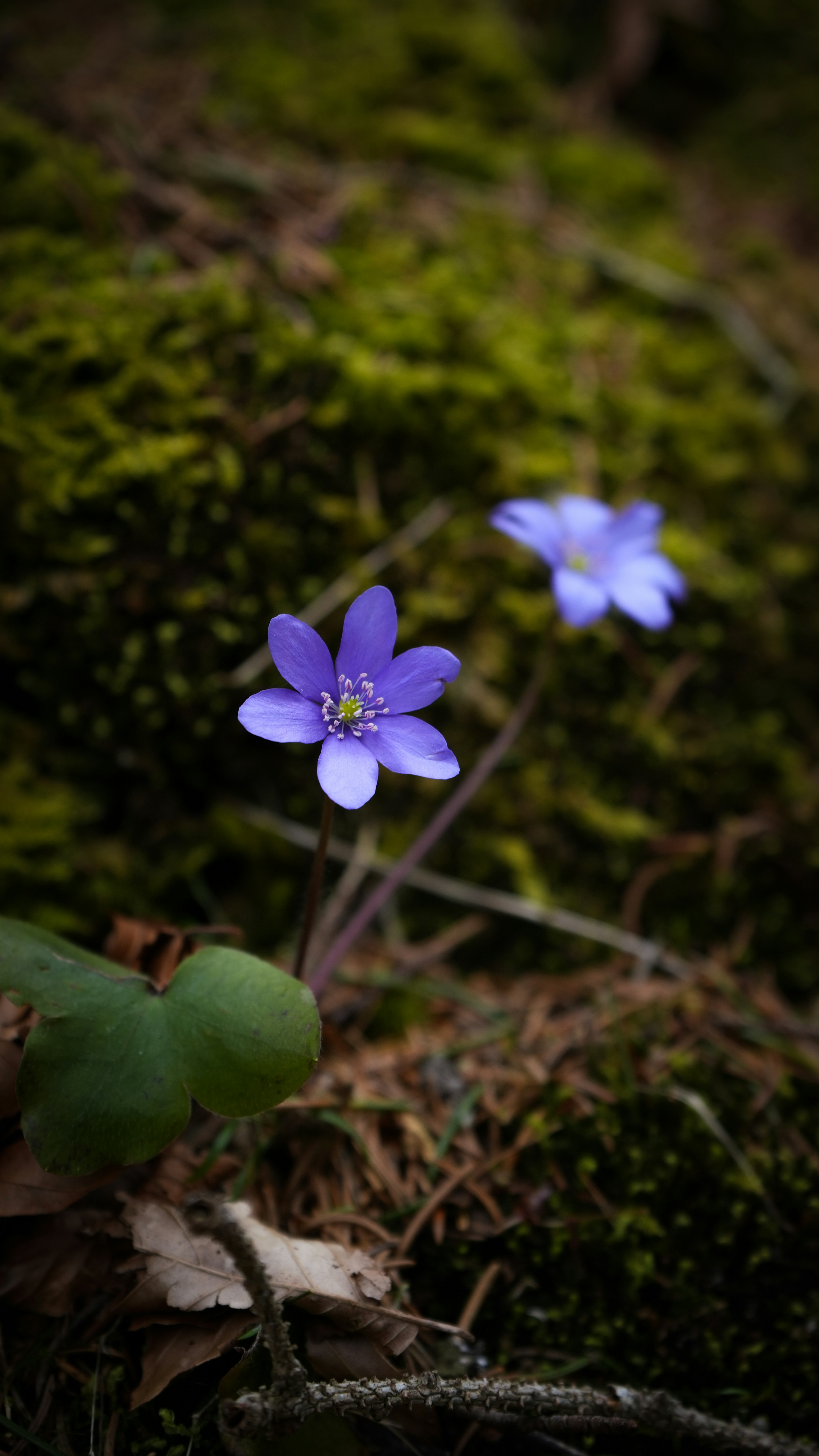 Blue Bloom on Mossy Floor