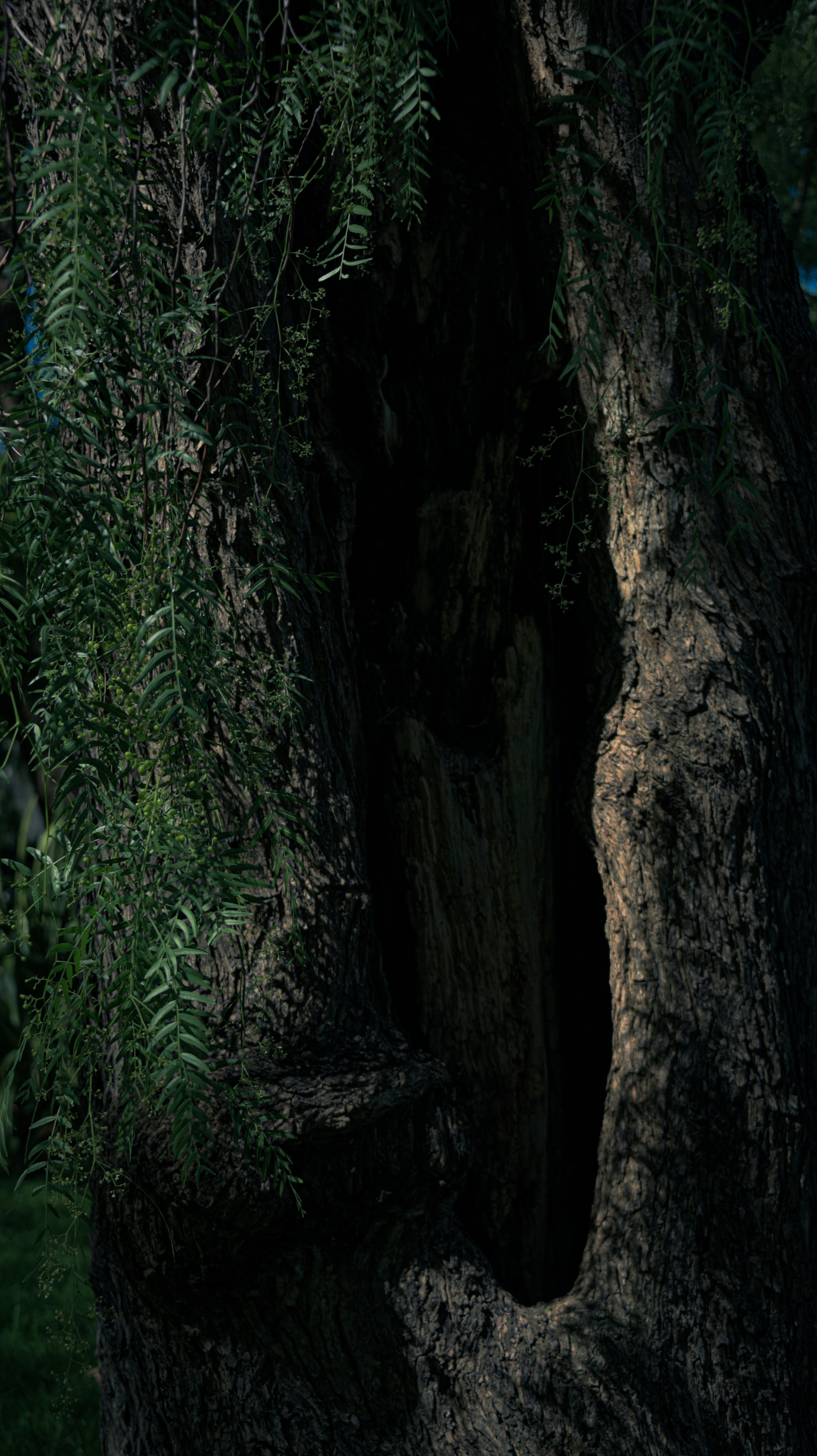 The Dark Rift in an Ancient Willow Trunk
