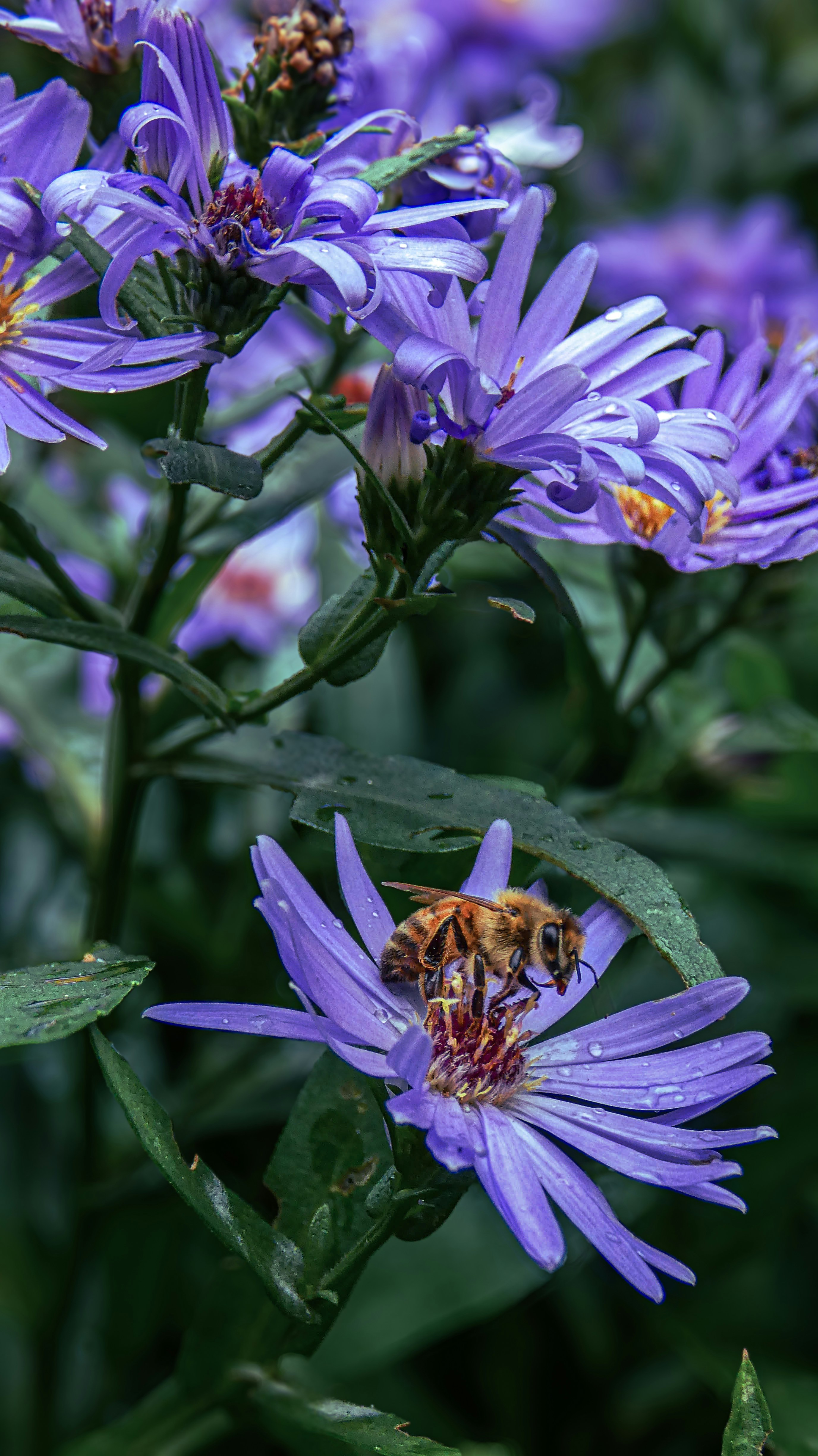 Purple Crown: A Bee at the Heart of Fresh Blooms