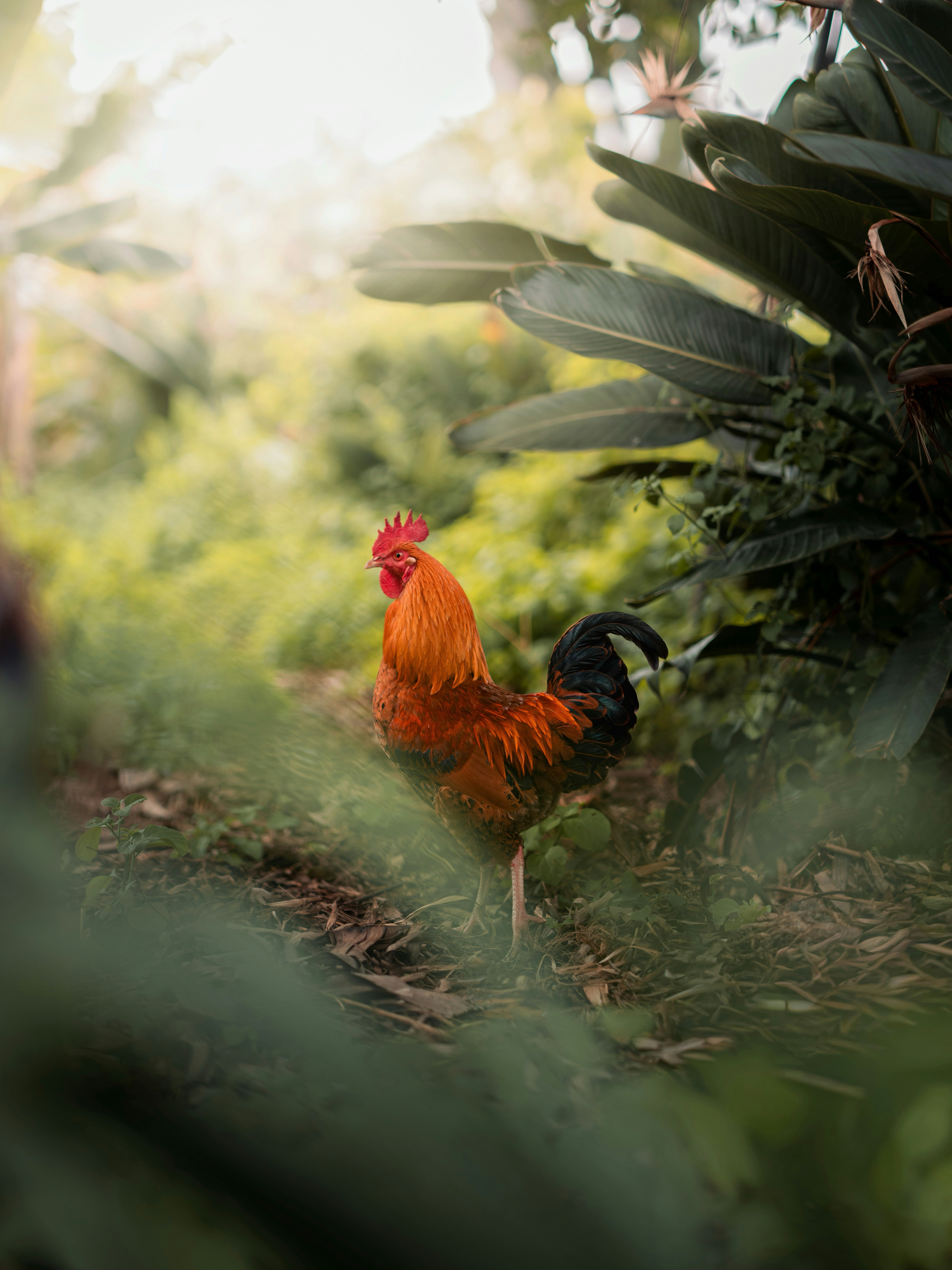 Crowned in Color: a Rooster in Sunlit Garden