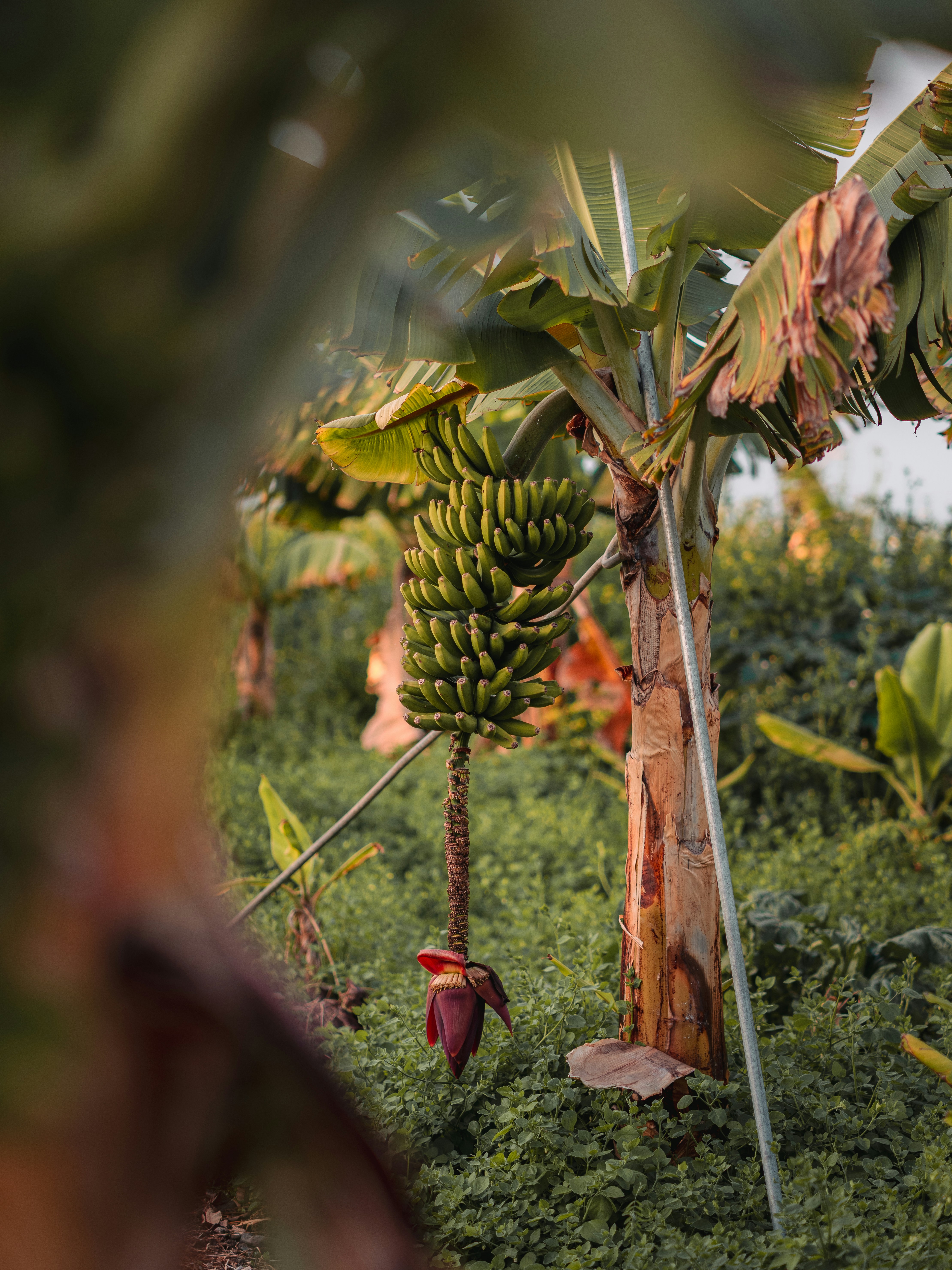 Banana Inflorescence Framing: A Central Cluster of Green Bananas Amid Banana Grove