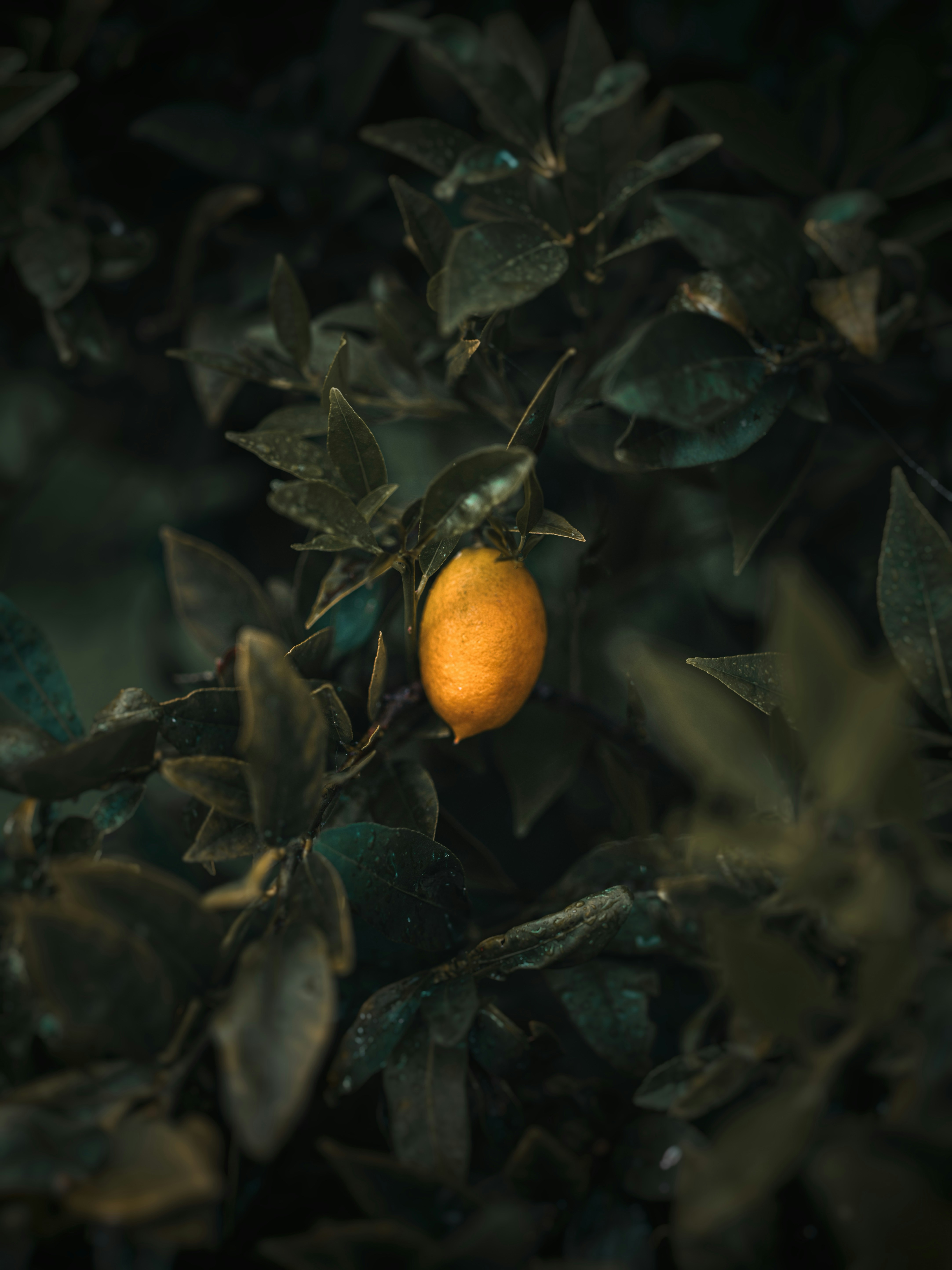 Golden Lemons Amid Dark Foliage